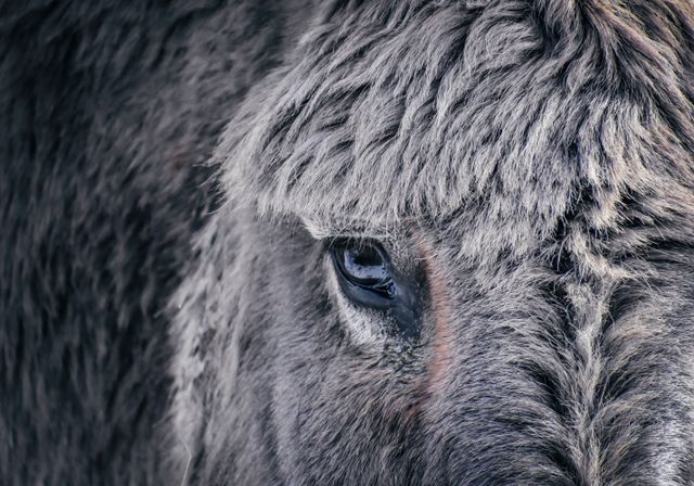 Donkey Grazing Muzzle Essentials for Healthy Pasture Grazing
