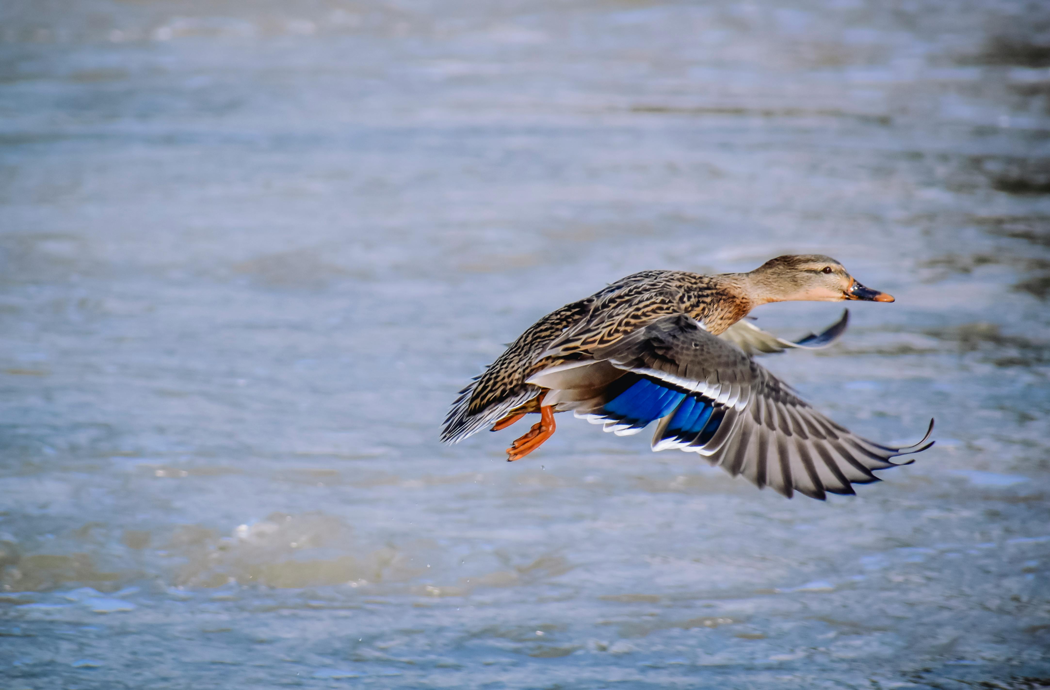 Single duck flying over rippling water · Free Stock Photo