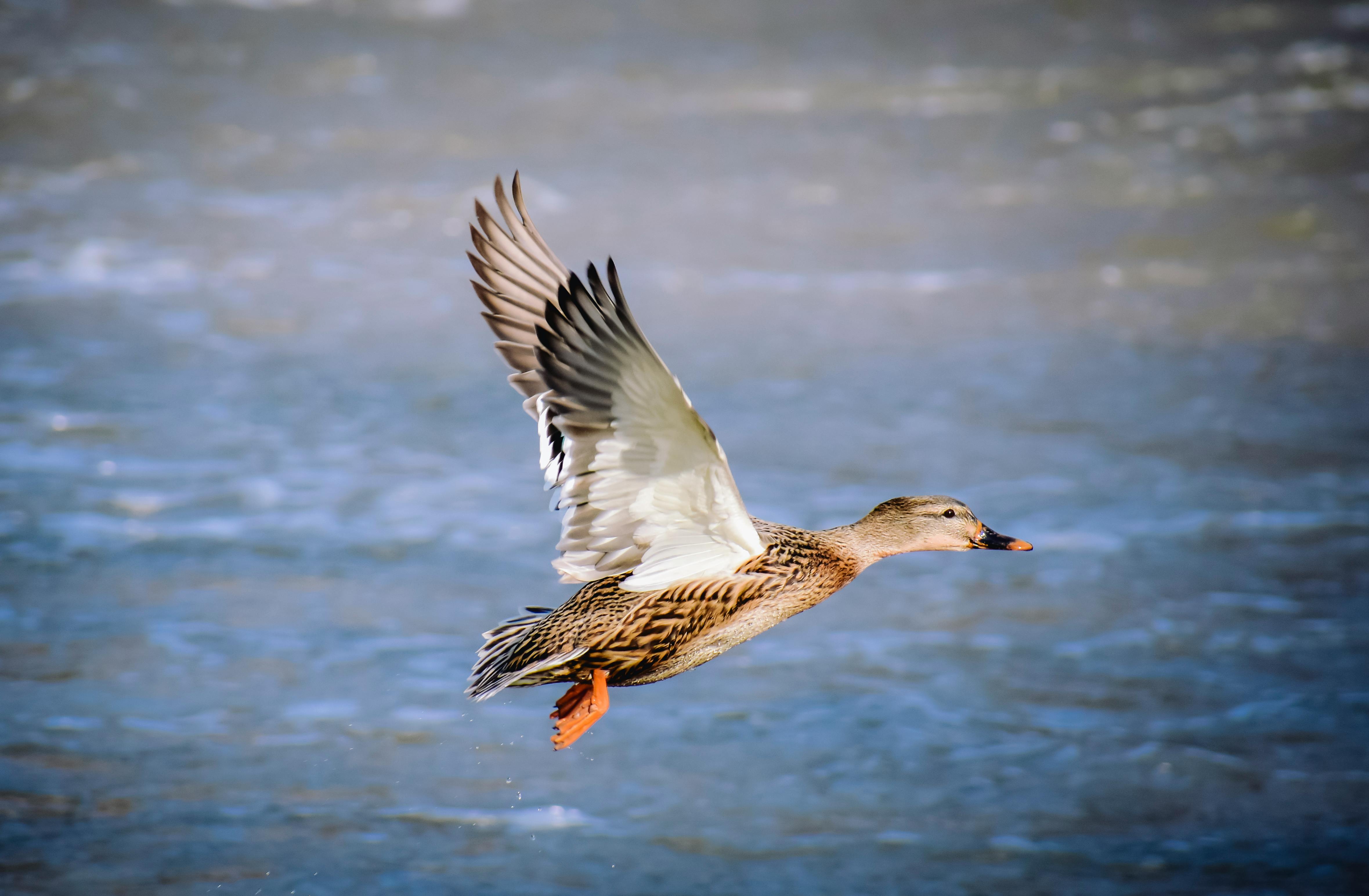 Wild duck flying over rippling pond · Free Stock Photo
