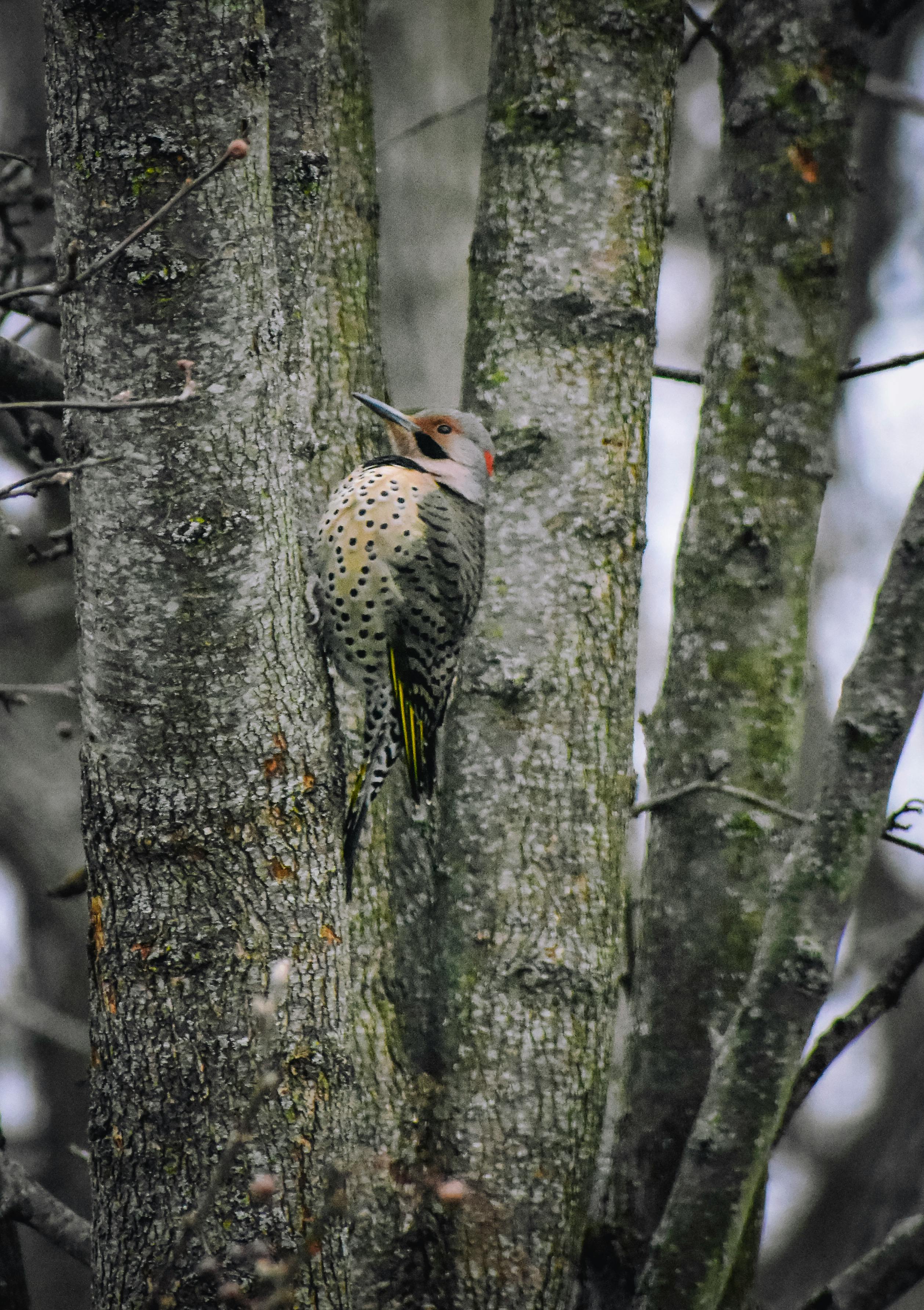 Northern flicker sitting on tree · Free Stock Photo
