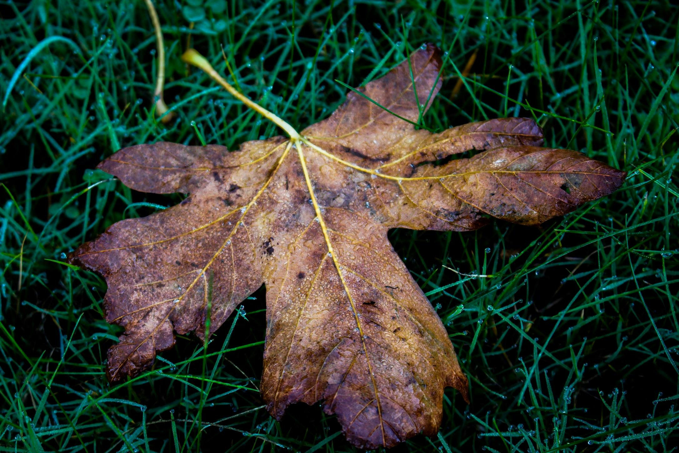 William Fischer - 사진