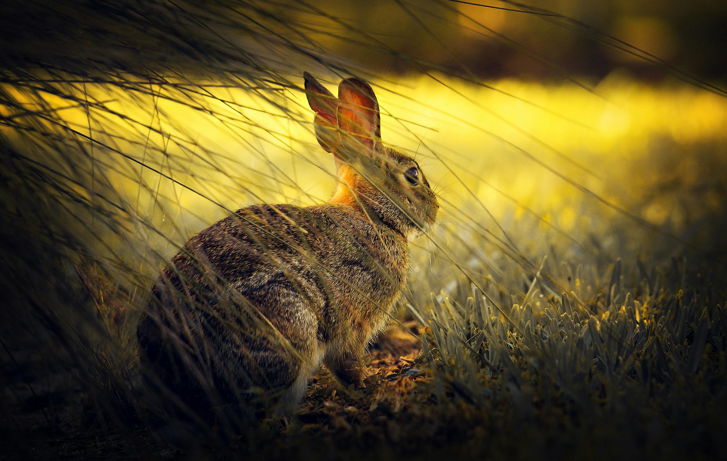 Close-up of Rabbit on Field · Free Stock Photo
