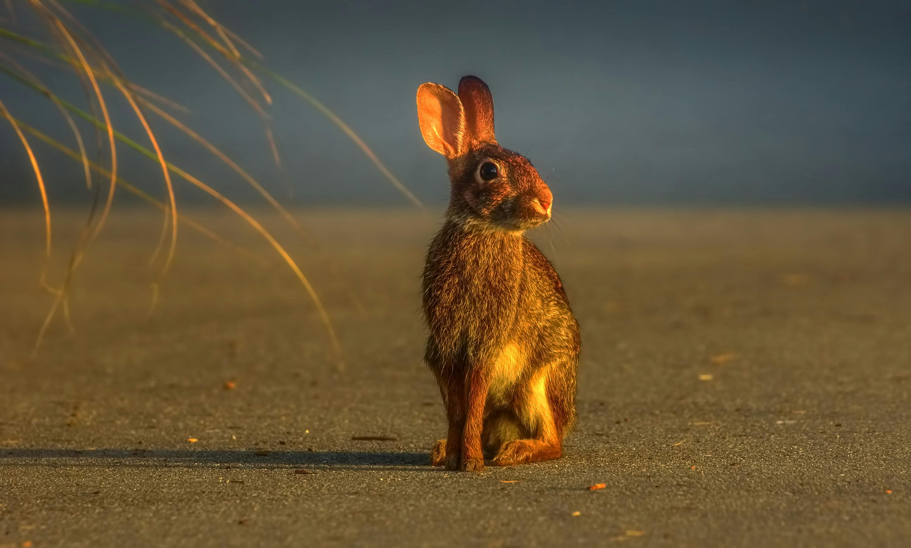 Close-Up Shot of a Rabbit · Free Stock Photo