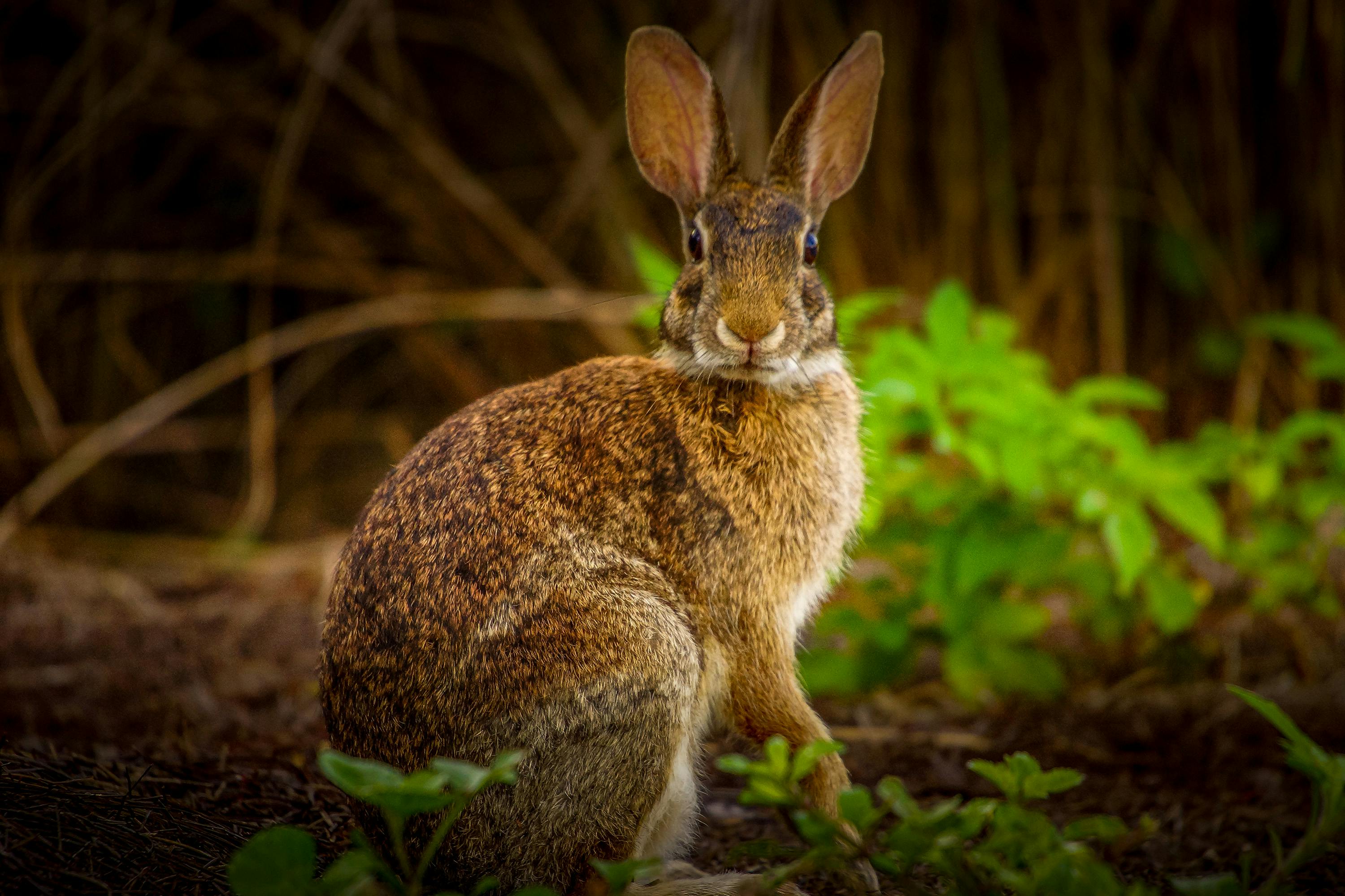 A Brown Rabbit Up Close · Free Stock Photo
