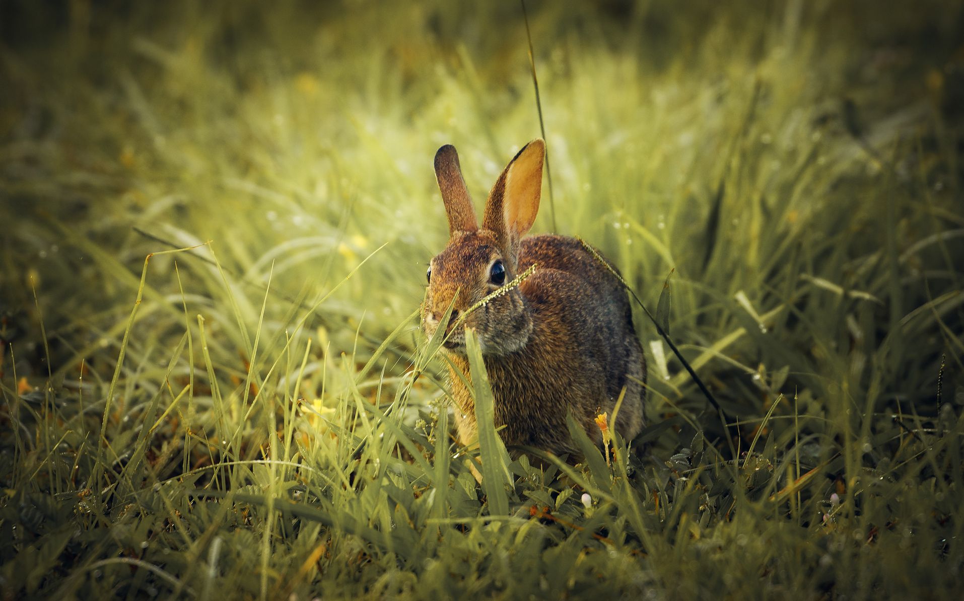 Sylvilagus floridanus Reproduction, Habitat, and Care Guide