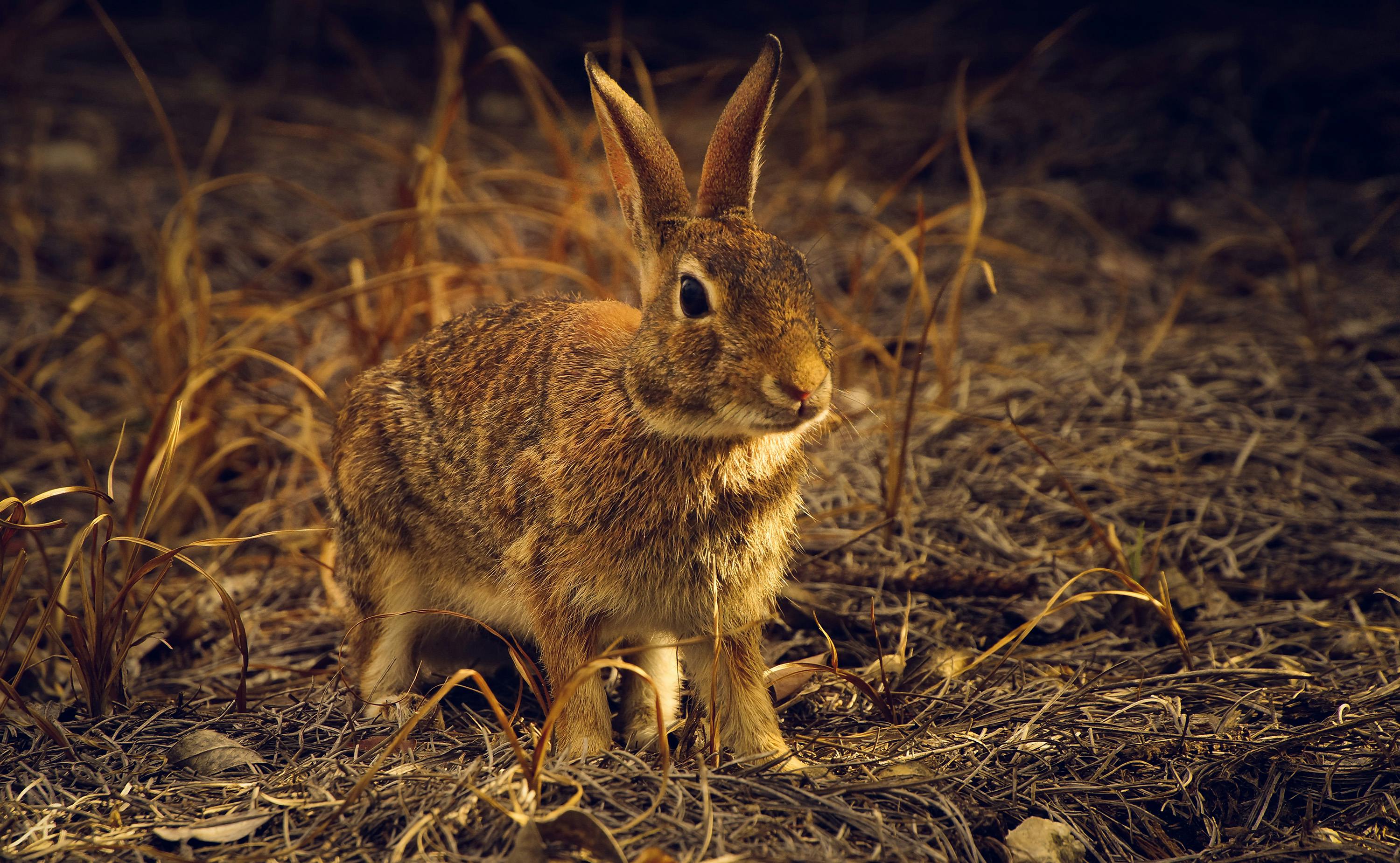 Close-up of Rabbit on Field · Free Stock Photo