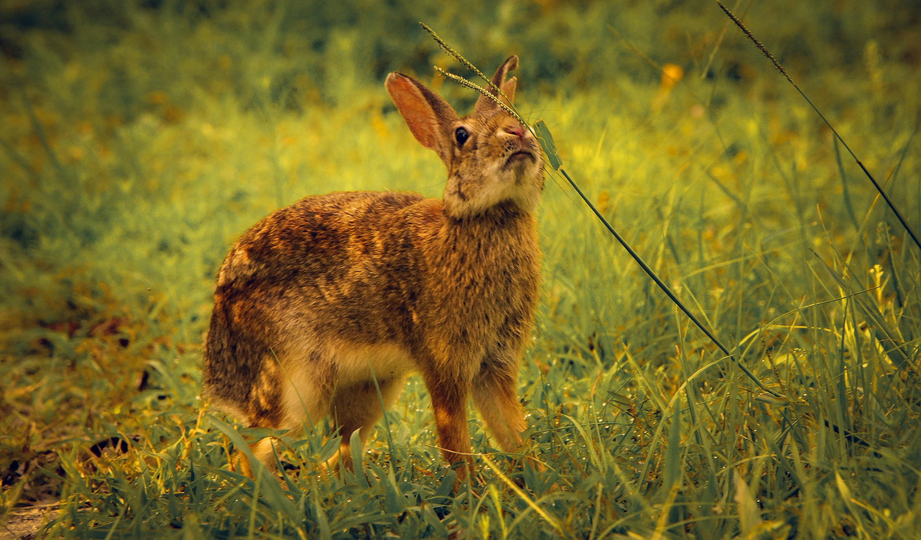 Leporids Photos, Download The BEST Free Leporids Stock Photos & HD Images