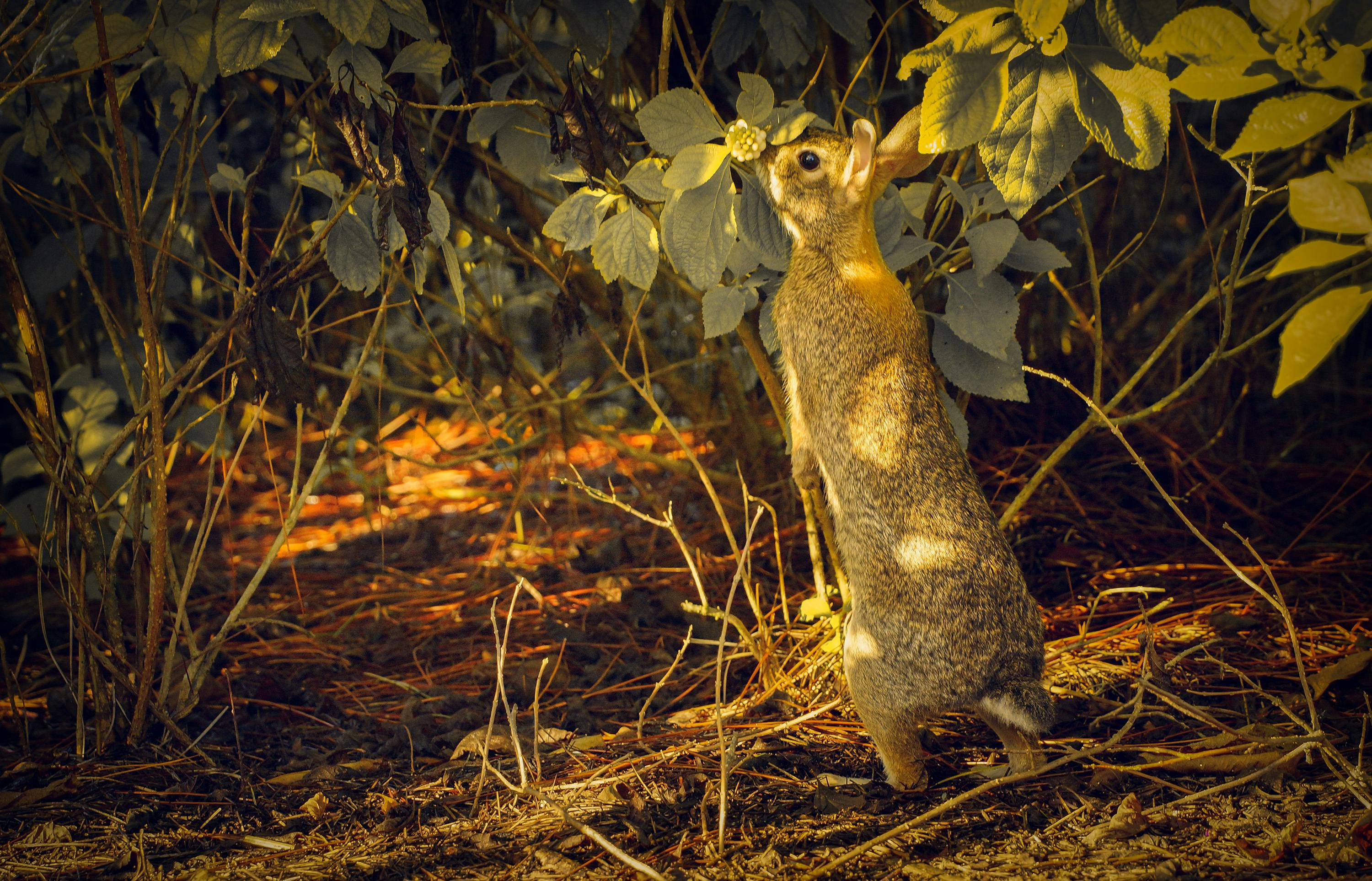 Close-up of Rabbit on Field · Free Stock Photo