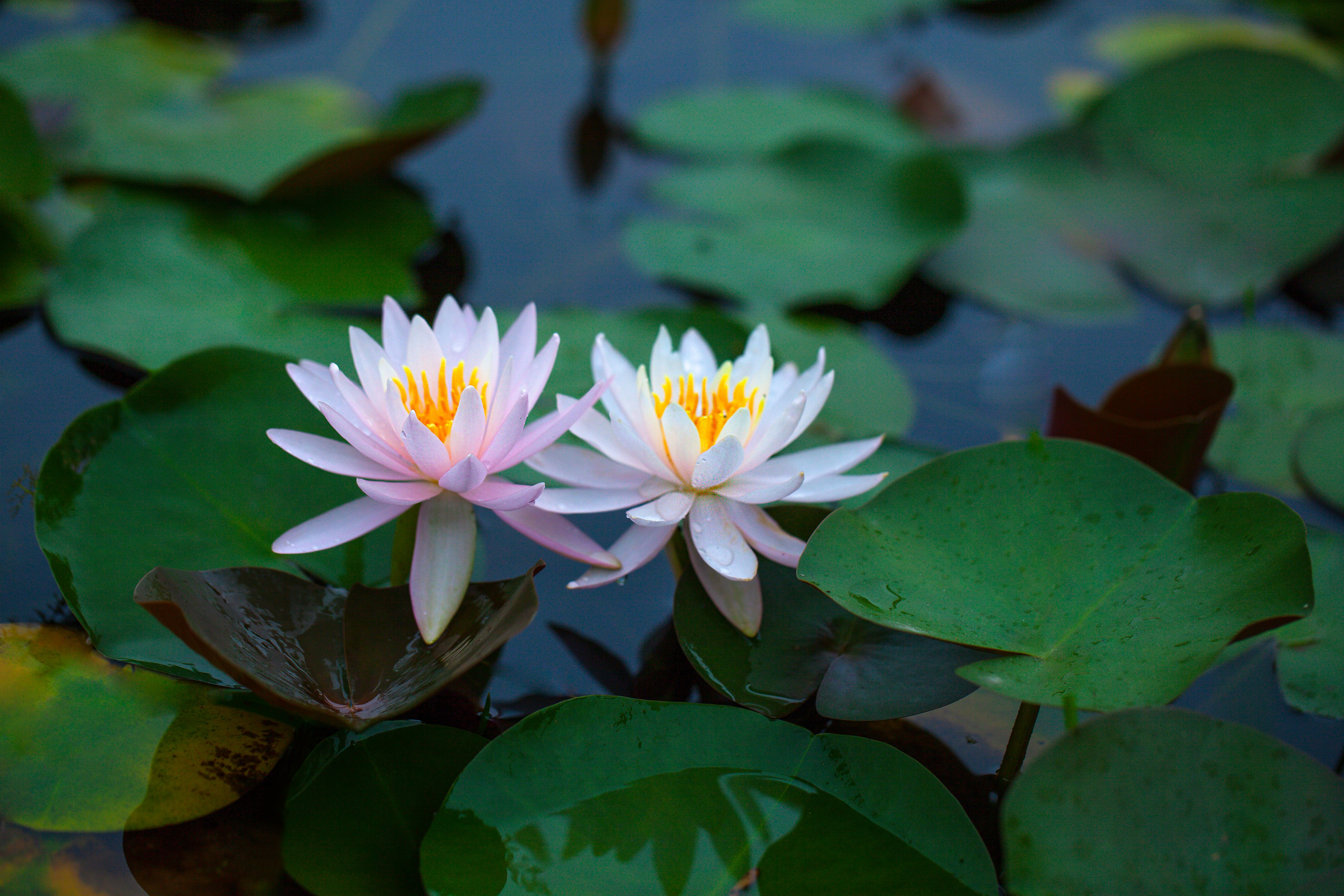 Blooming Lotus Flowers on the Pond · Free Stock Photo