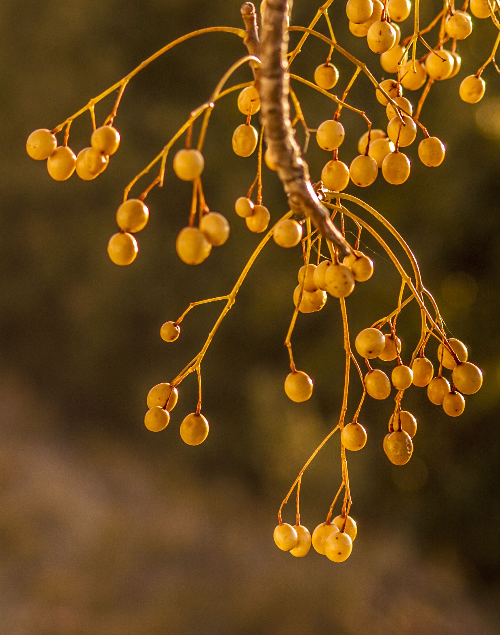 Round White Fruits · Free Stock Photo