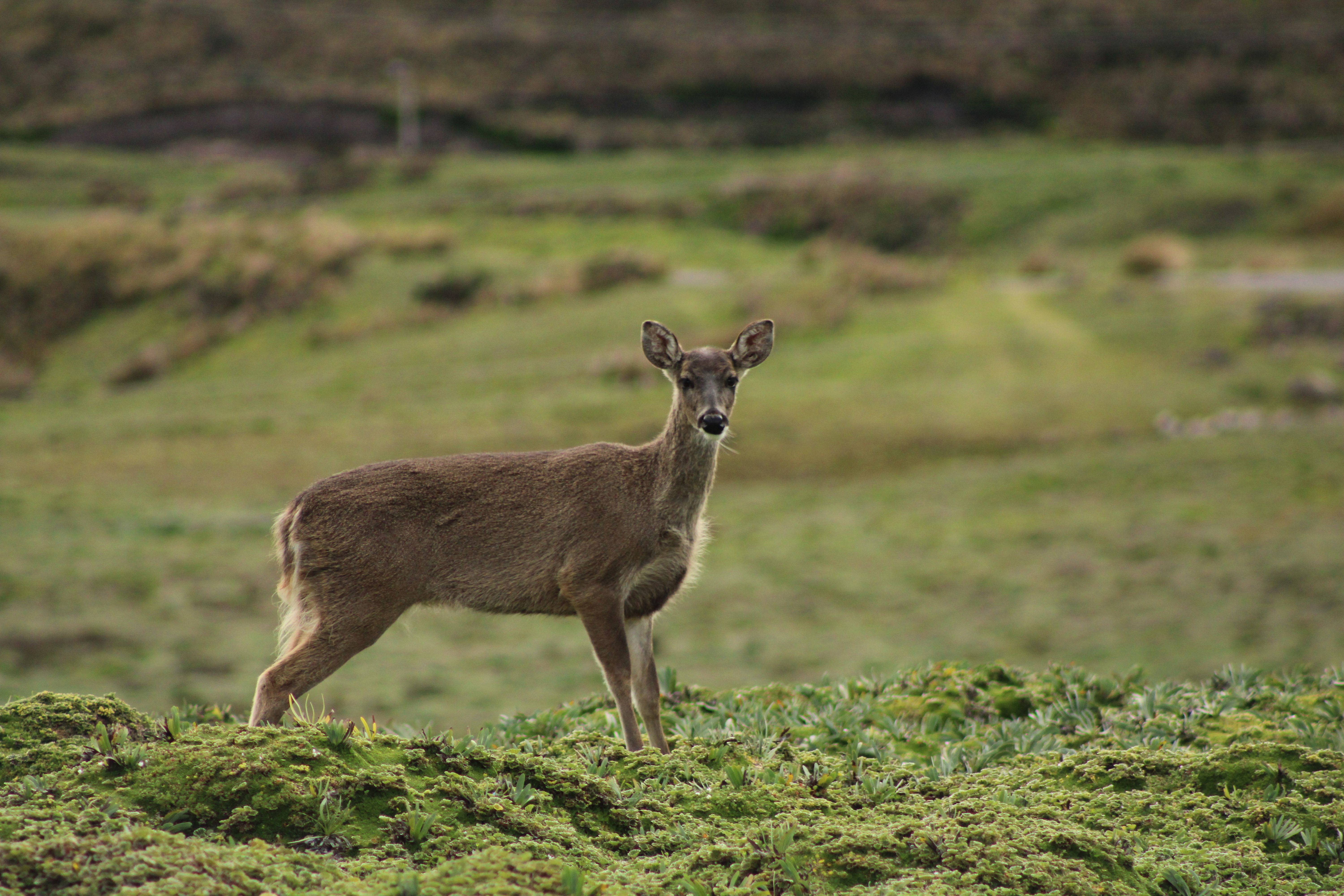 Roe Deer Sketch Photos, Download The BEST Free Roe Deer Sketch Stock ...
