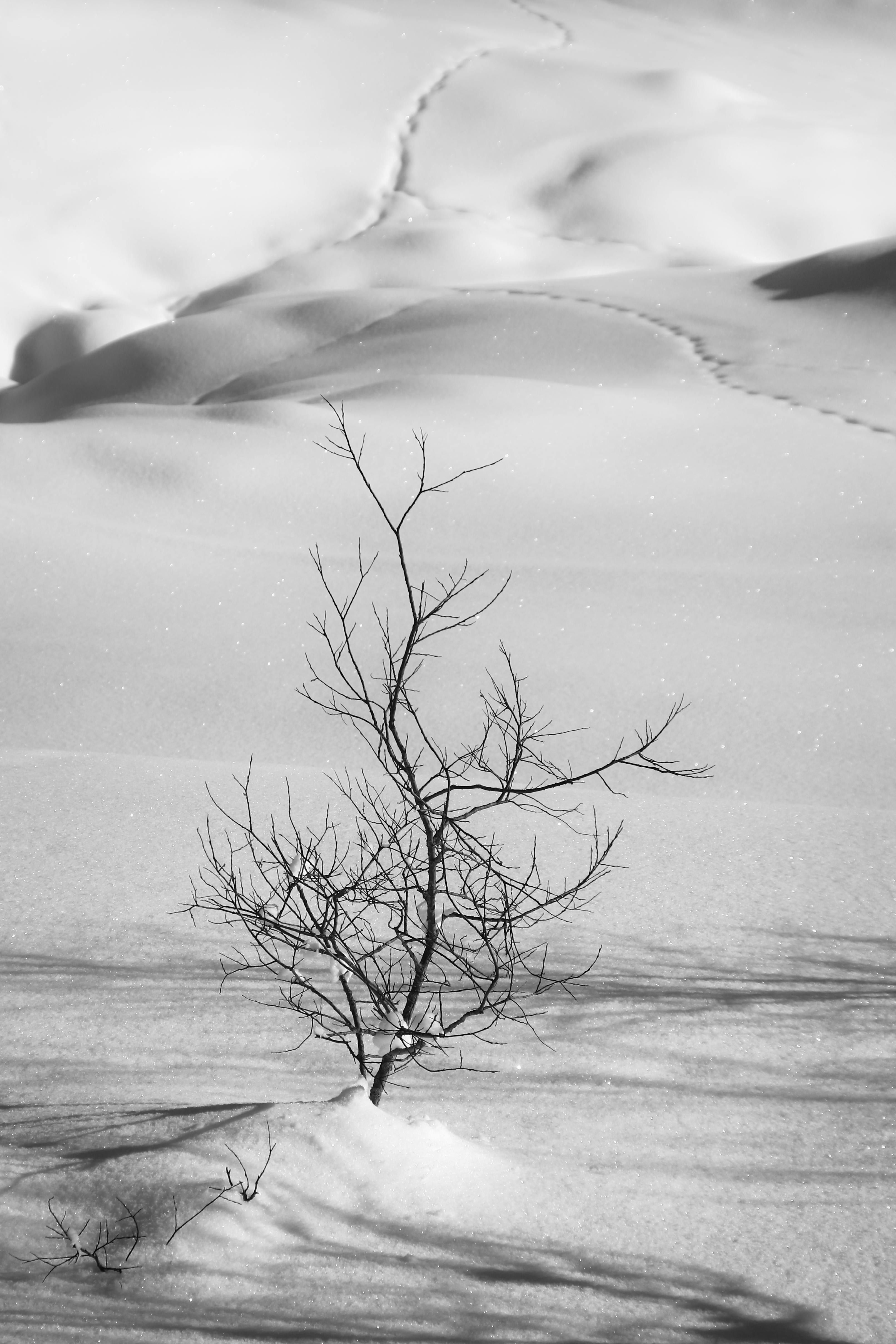 A Tree in a Winter Scenery · Free Stock Photo