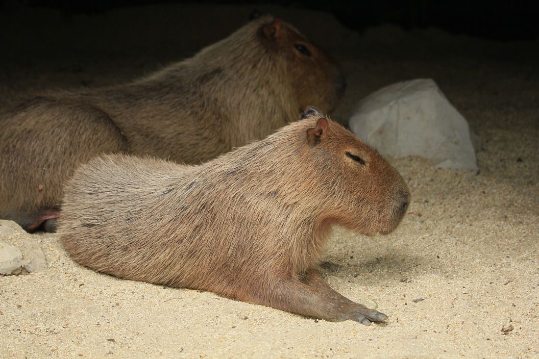Exploring Large Rodents of South America: Capybaras & Nutria