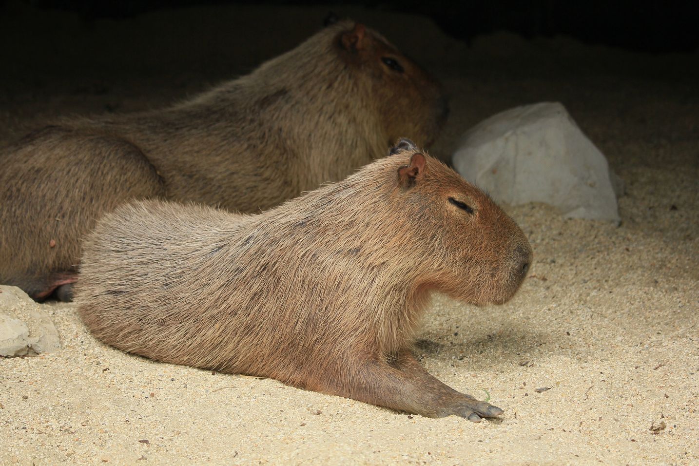 Exploring Large Rodents of South America: Capybaras & Nutria