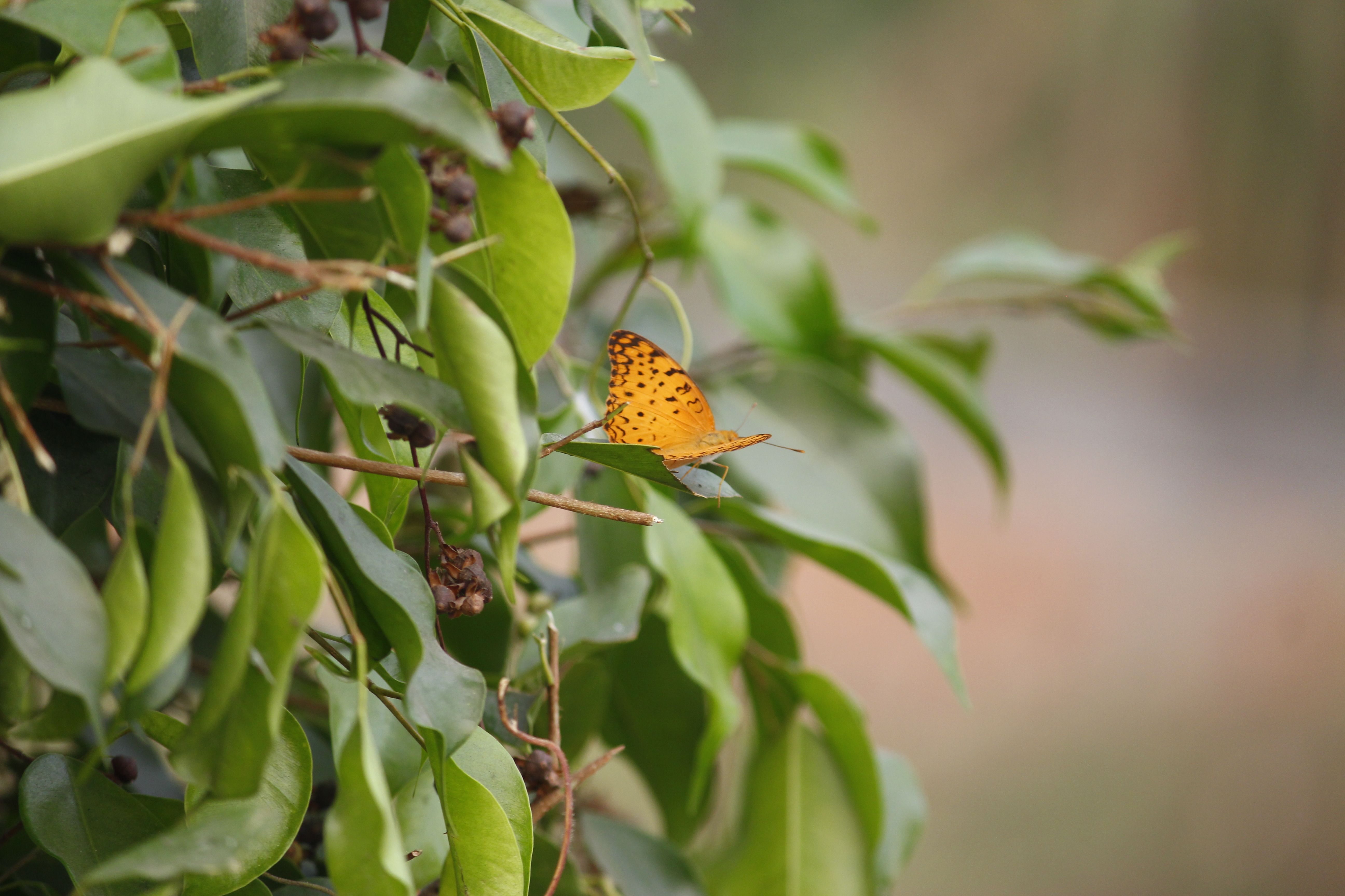 Foto de stock gratuita sobre insectos, mariposas, medio ambiente, tiro ...
