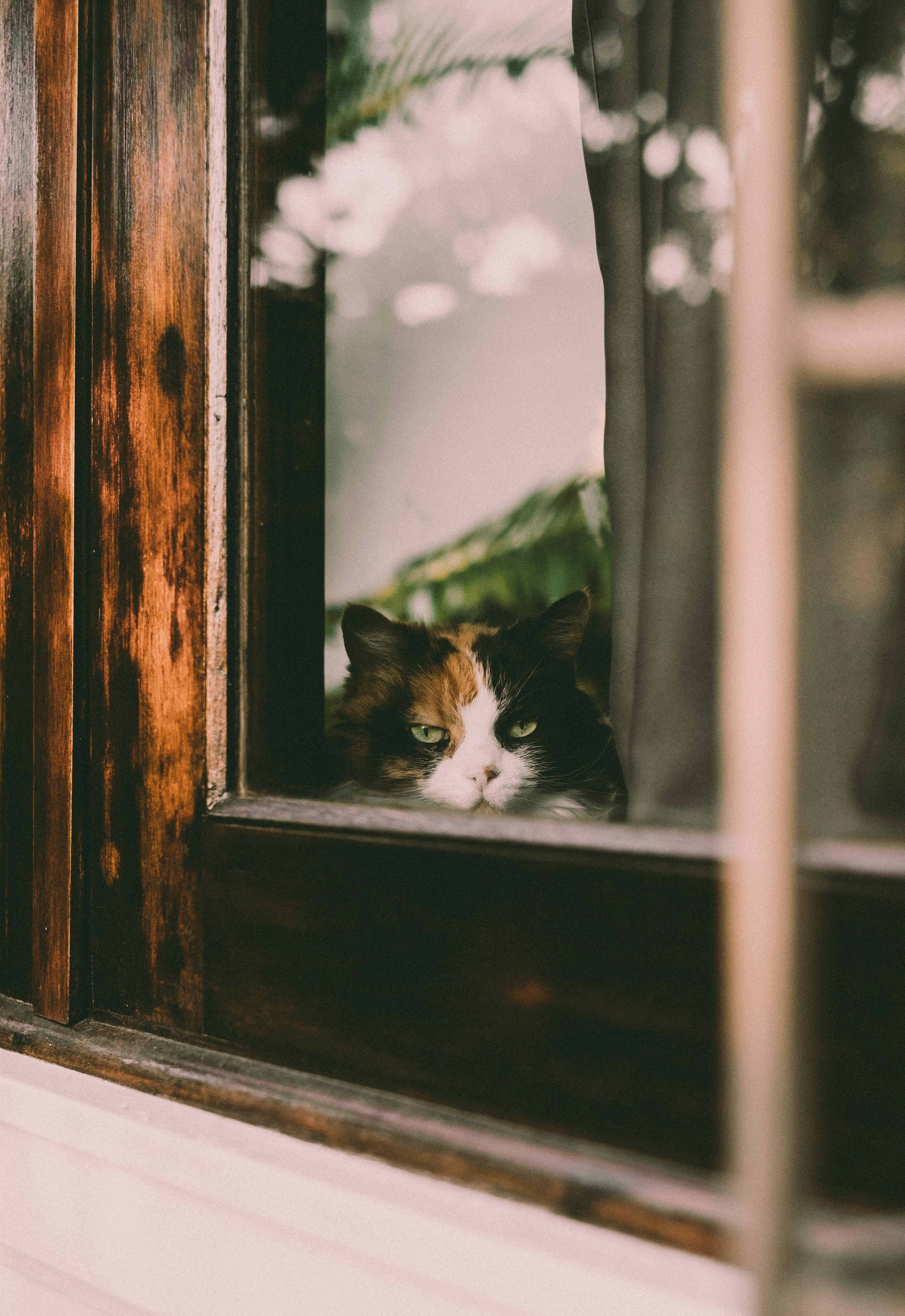 A Cat Looking Out a Window · Free Stock Photo