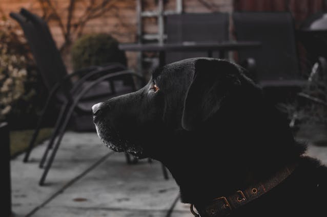 Good Black Lab Dog Names for a Joyful Family Home Life