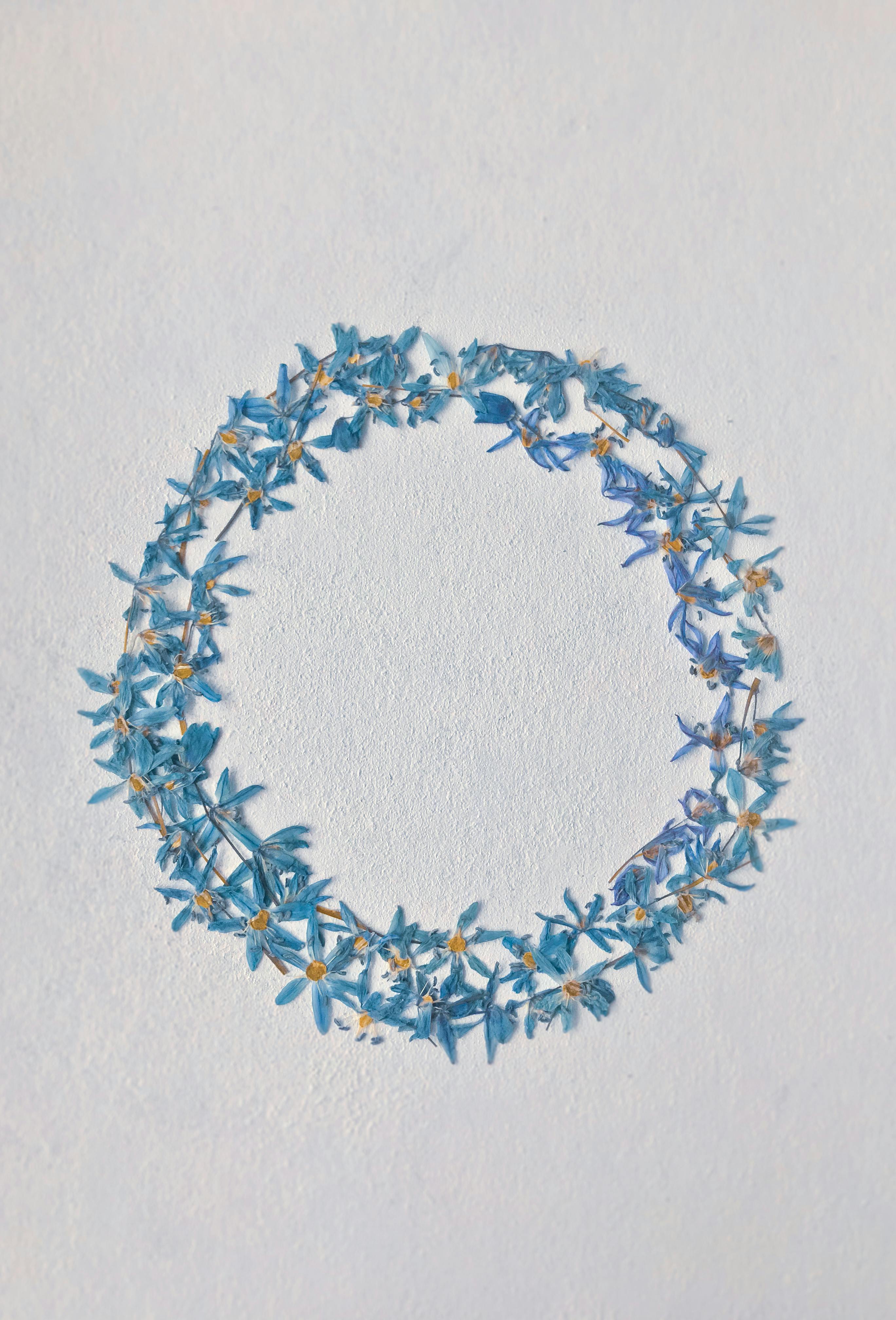 White Flower on a White Background · Free Stock Photo