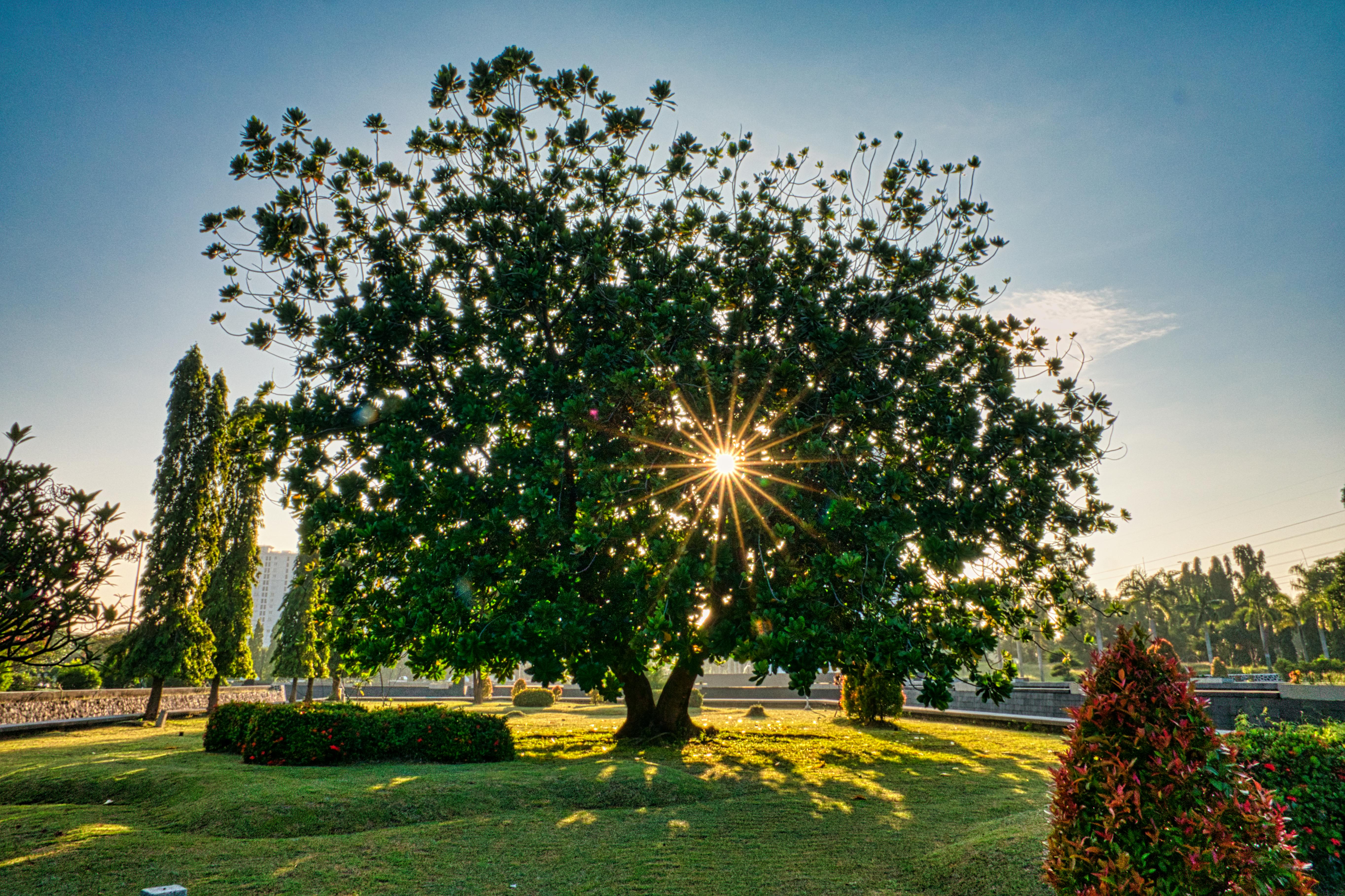 Lush tree on grassy terrain · Free Stock Photo