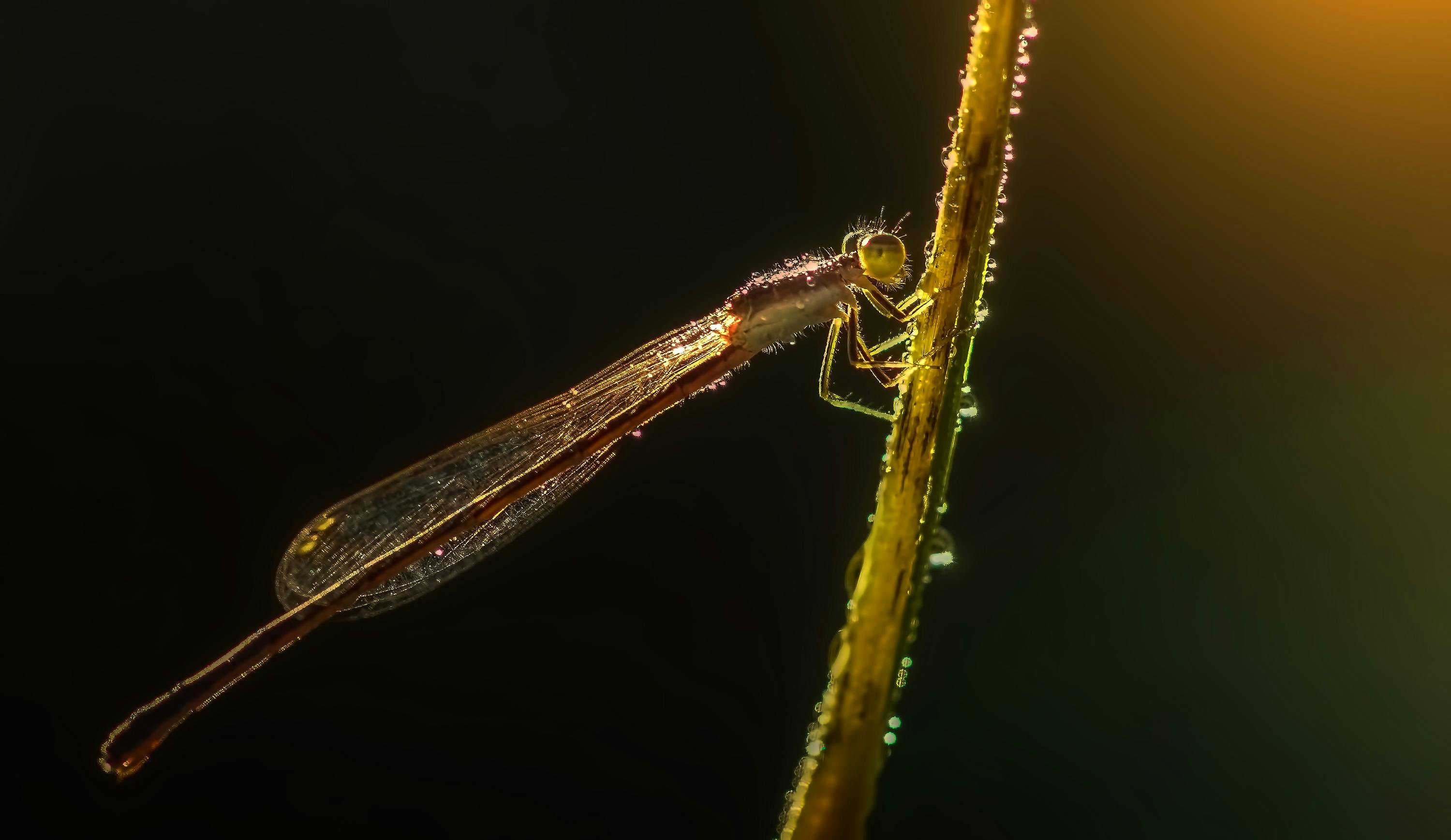 10,000+ Best Flies Photos · 100% Free Download · Pexels Stock Photos