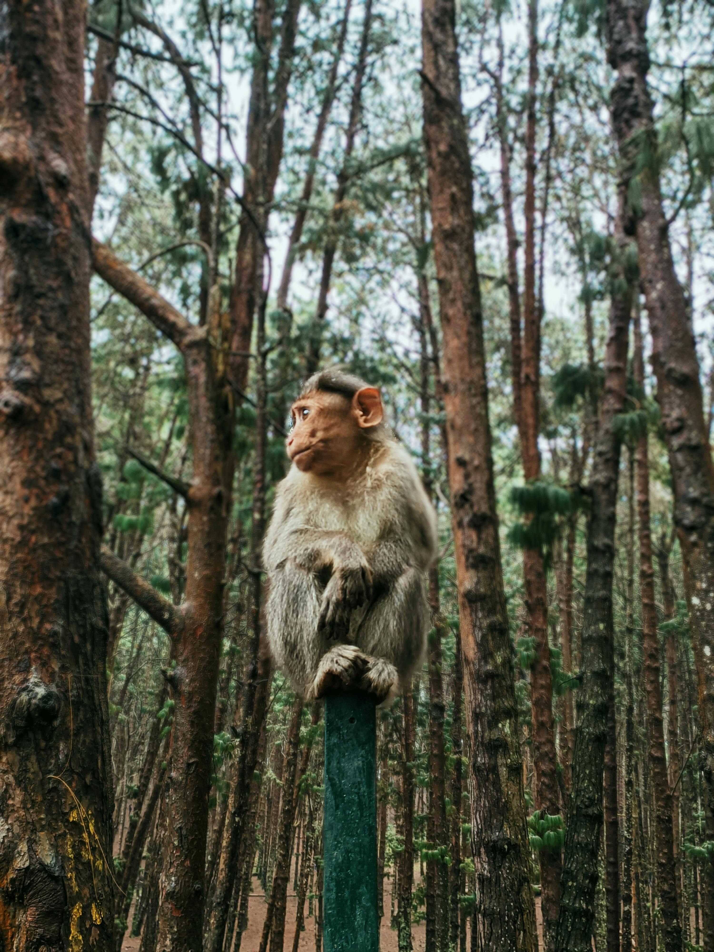 A Monkey Drinking Water · Free Stock Photo
