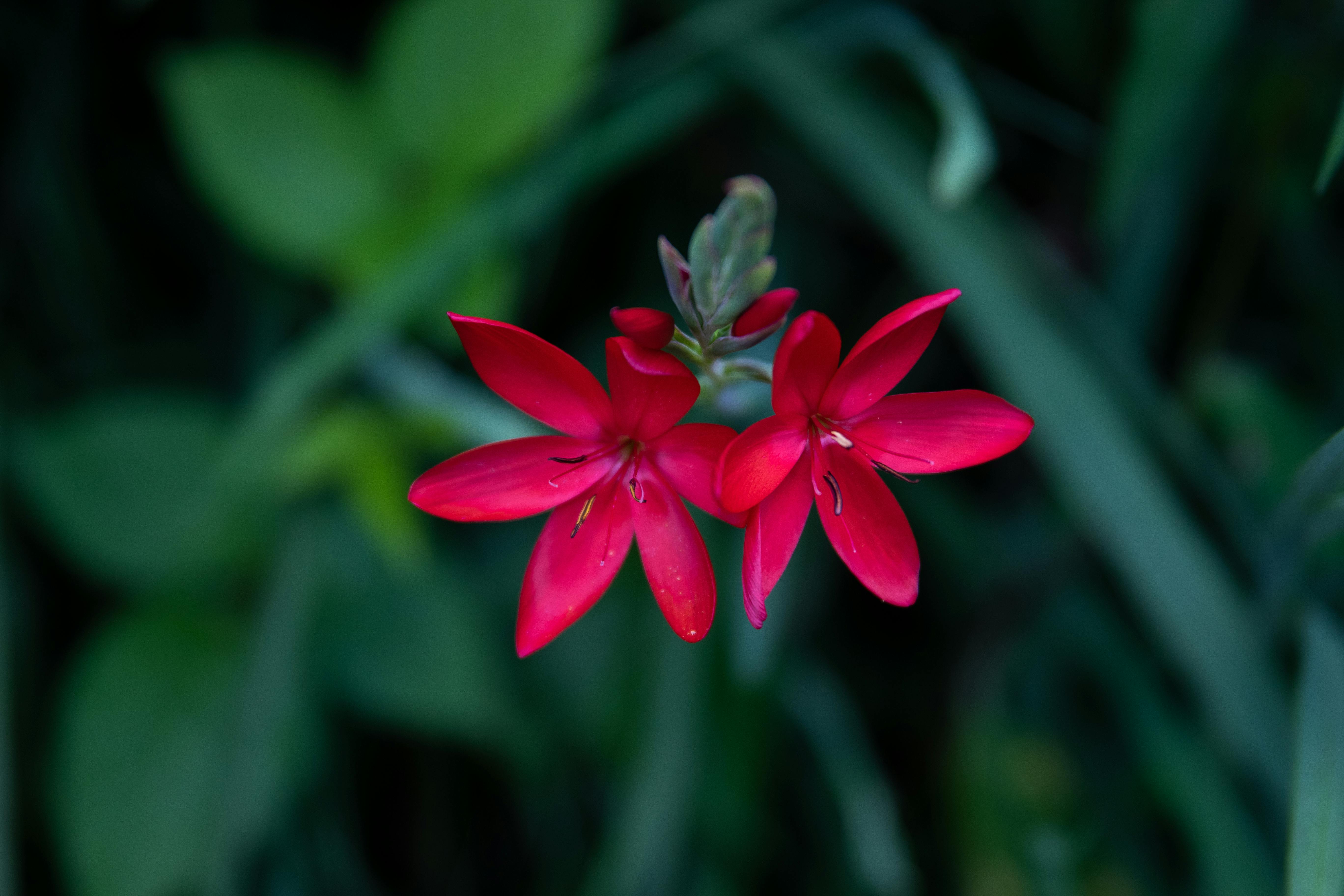 Close-Up Photo of White and Pink Flowers · Free Stock Photo