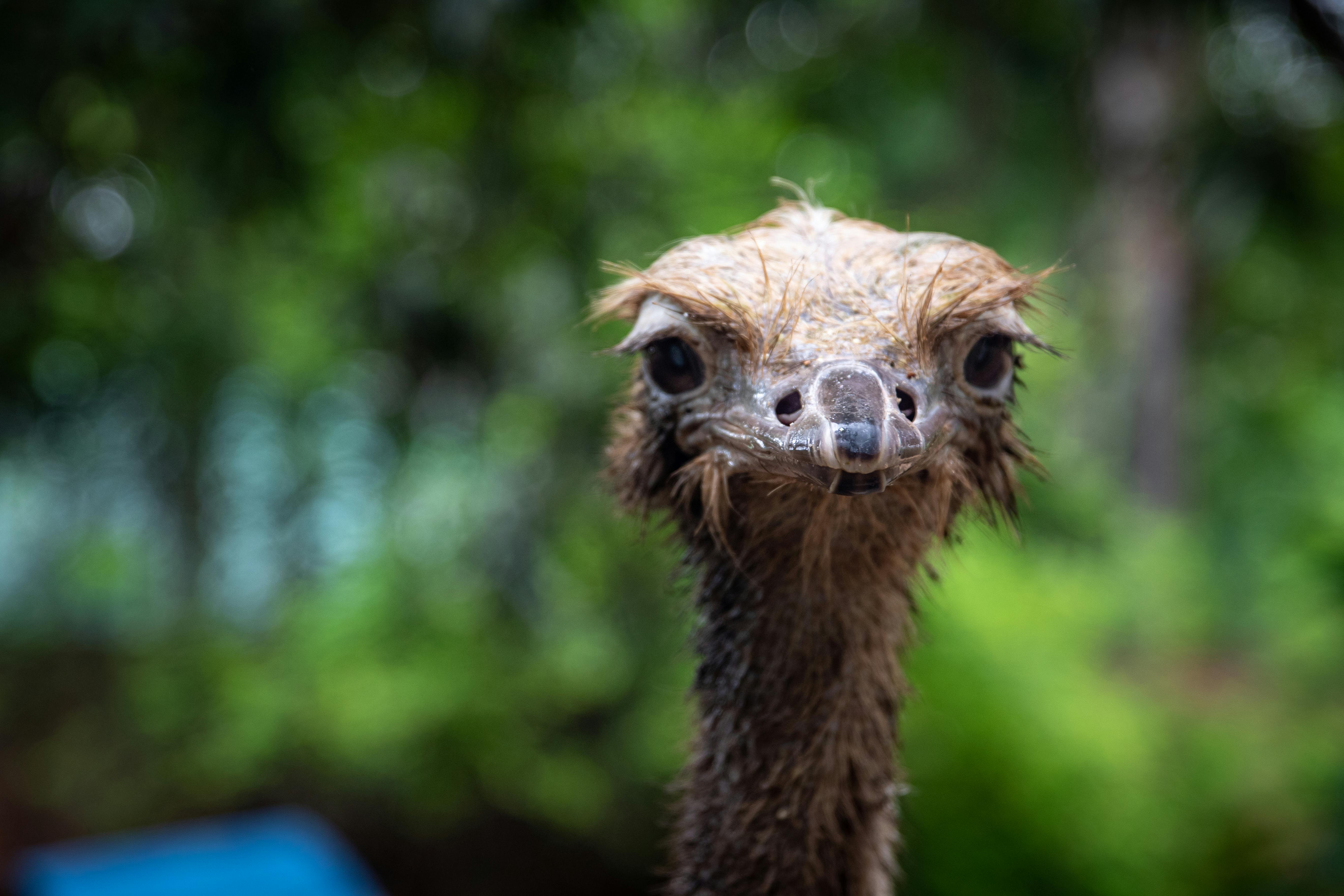 Close-Up Photograph of an Ostrich Head · Free Stock Photo