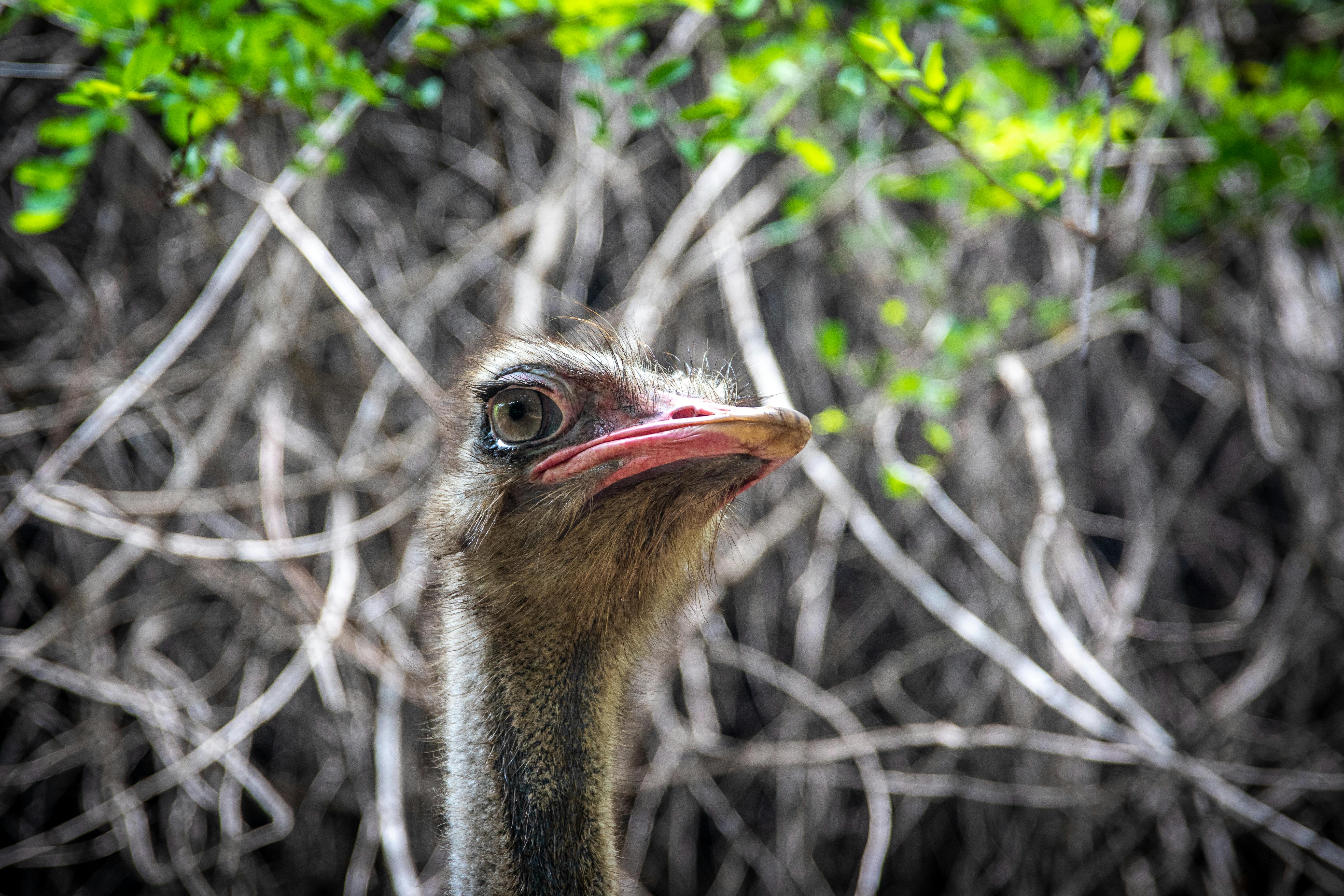 Close-Up of an Ostrich · Free Stock Photo