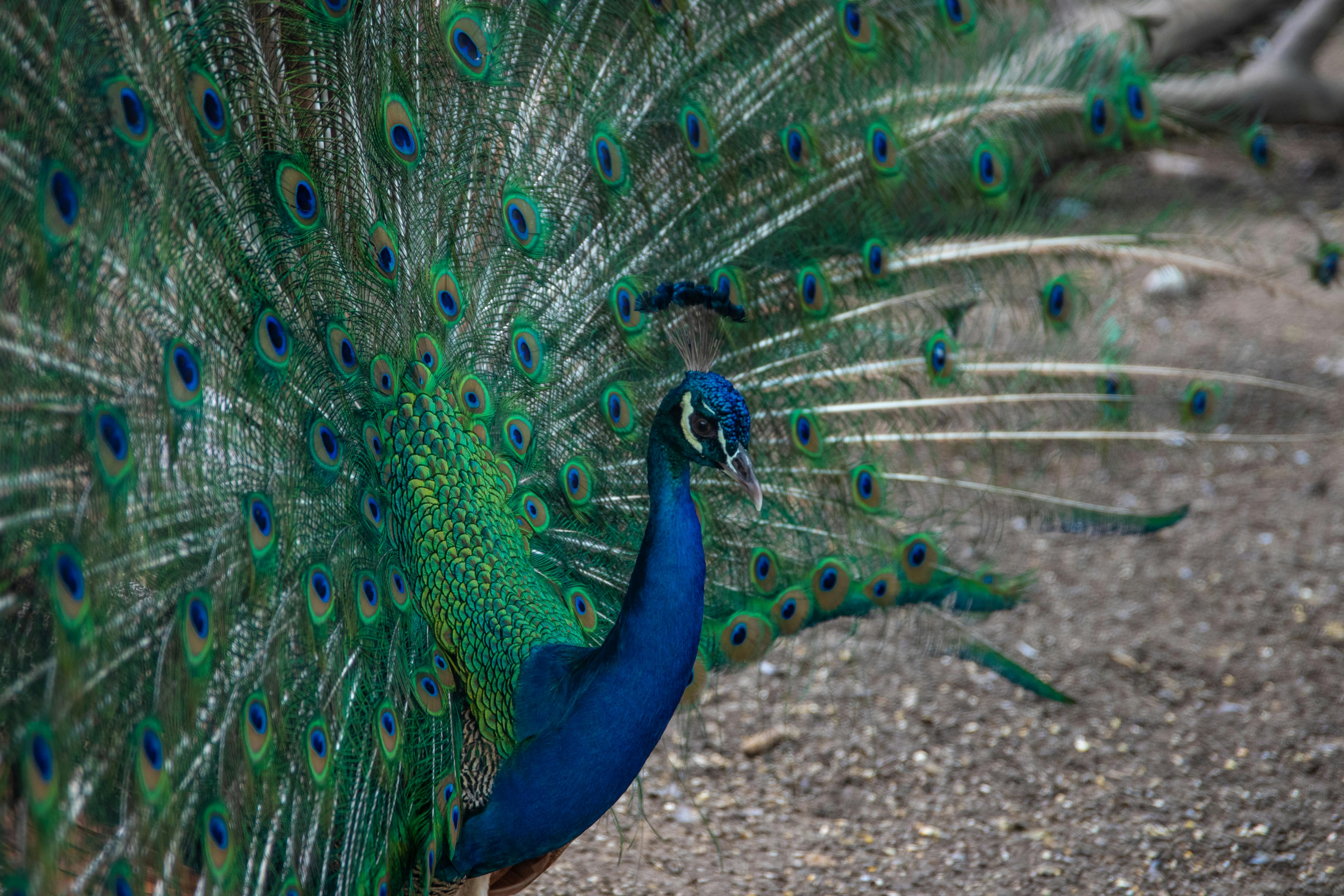Blue Peacock · Free Stock Photo