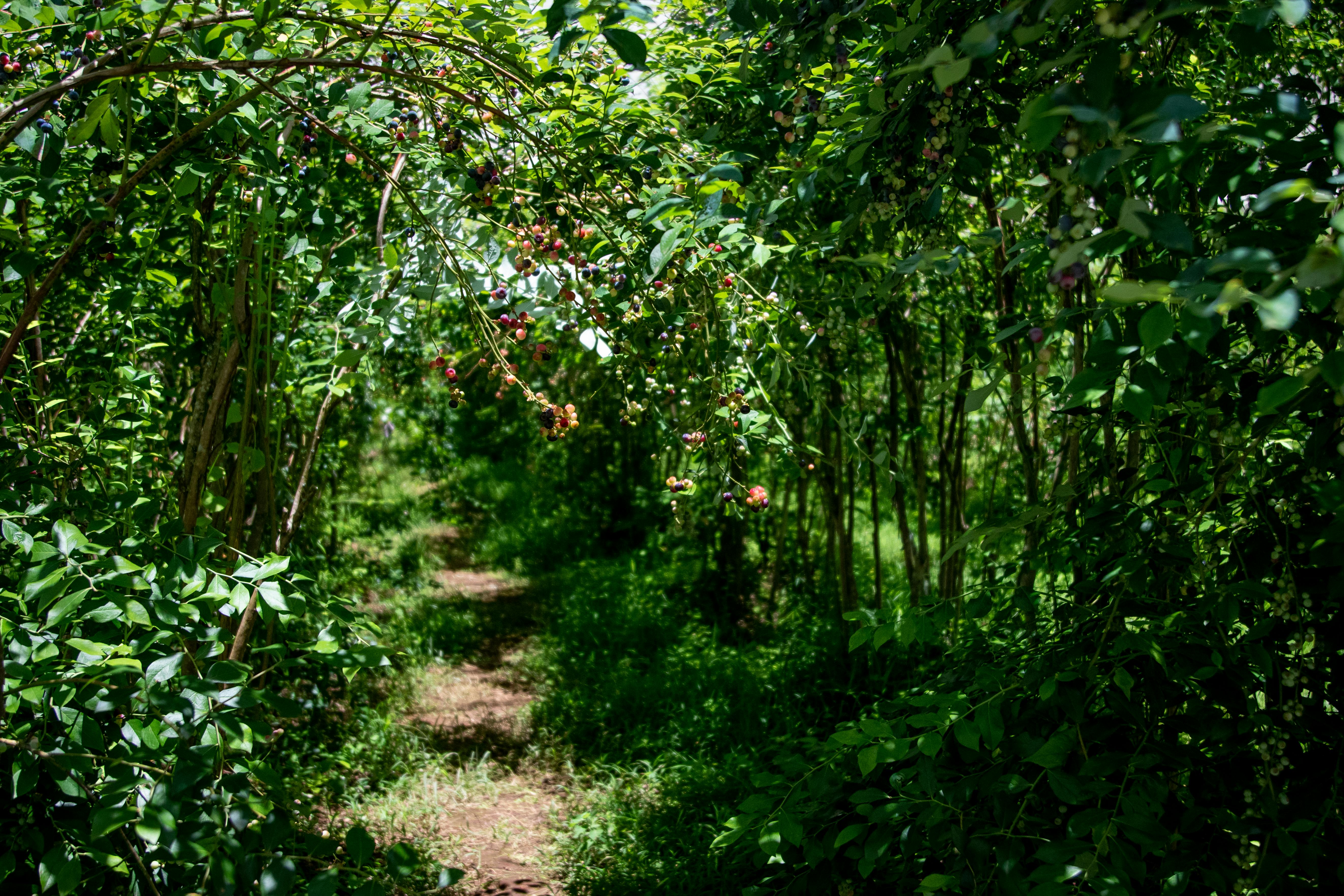 Green Leaf Plot Plant · Free Stock Photo