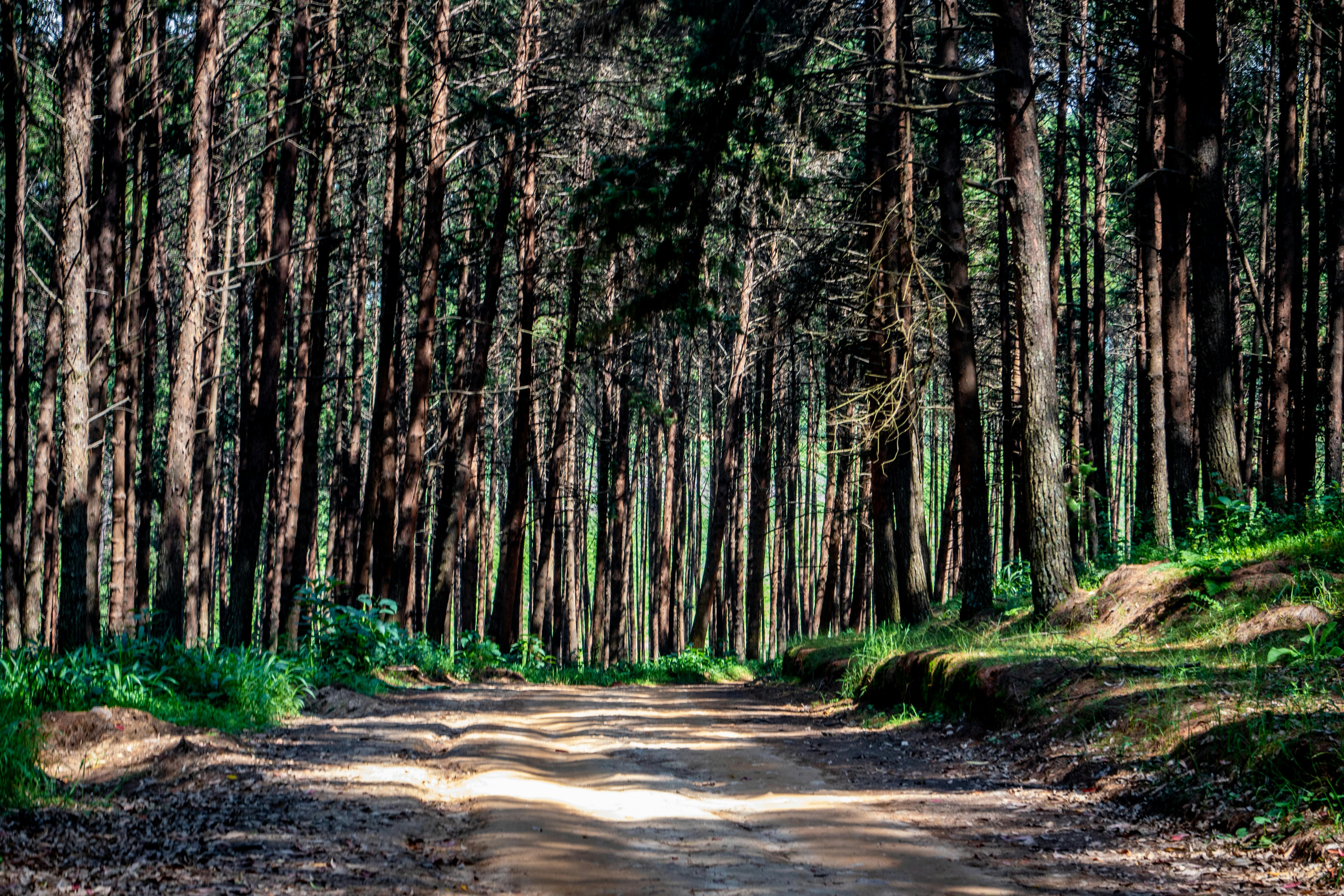 A Dirt Road Between Trees in the Forest · Free Stock Photo