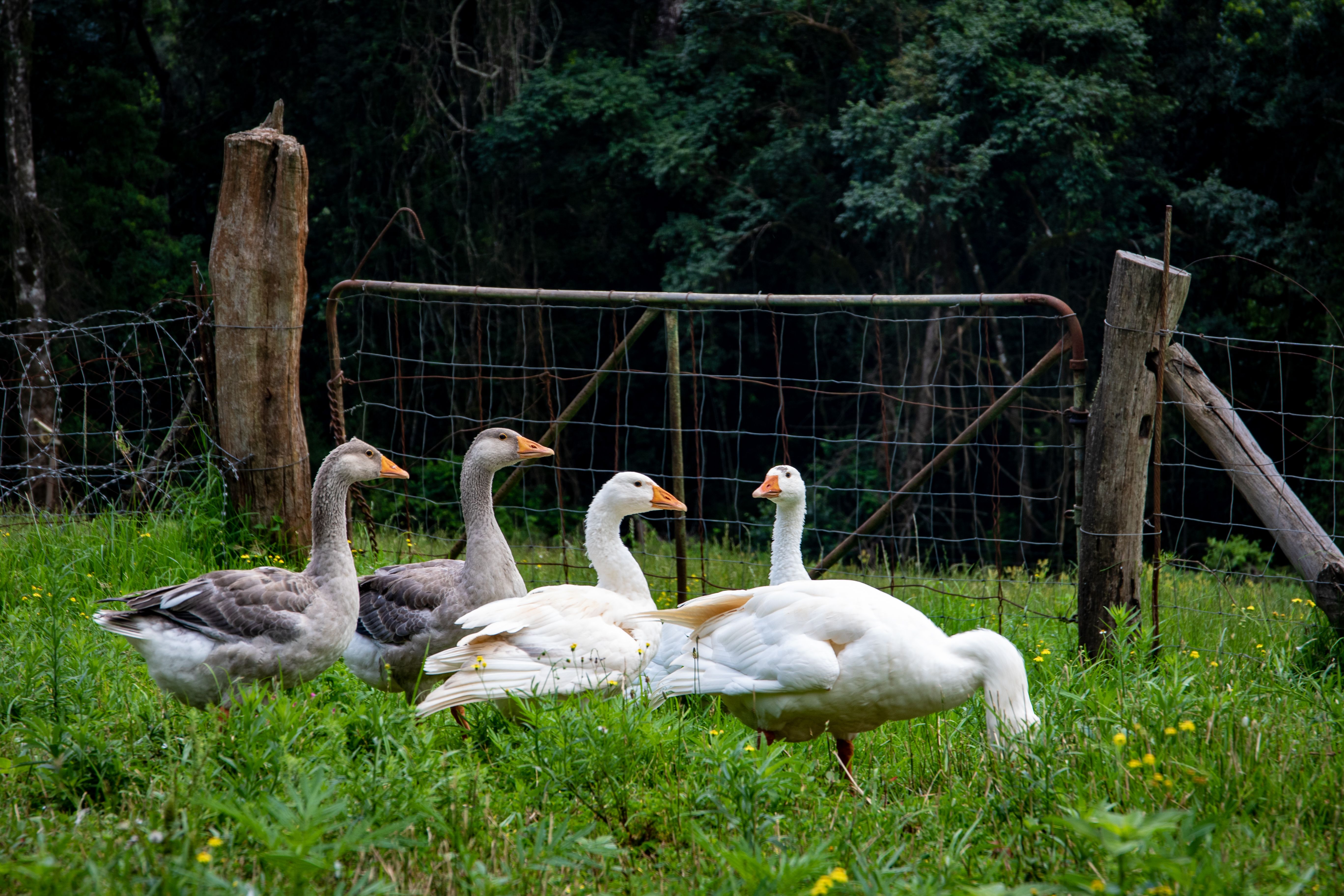 A Goose Behind a Metal Fence · Free Stock Photo