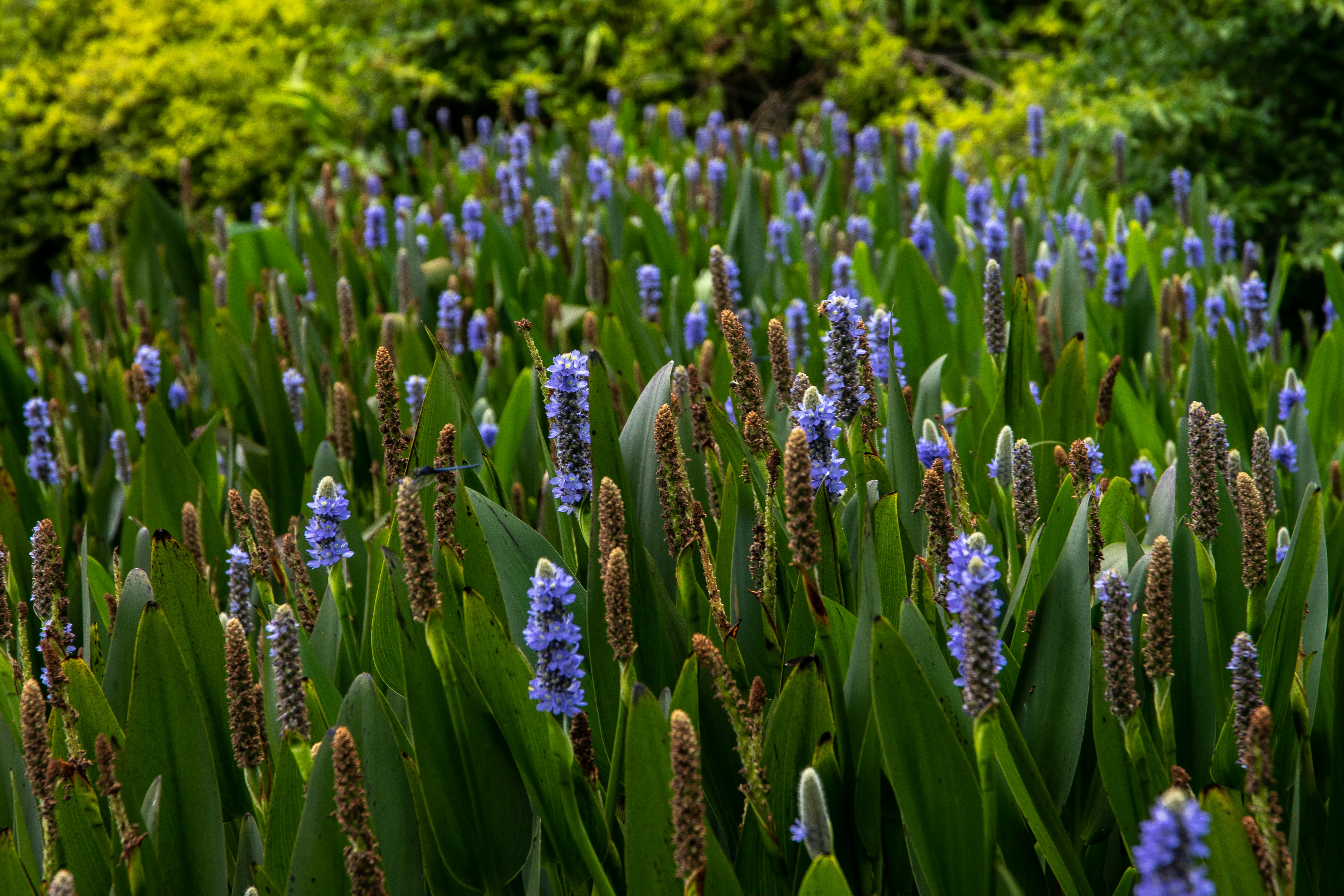 Beautiful Pickerelweed Flowers in Bloom · Free Stock Photo