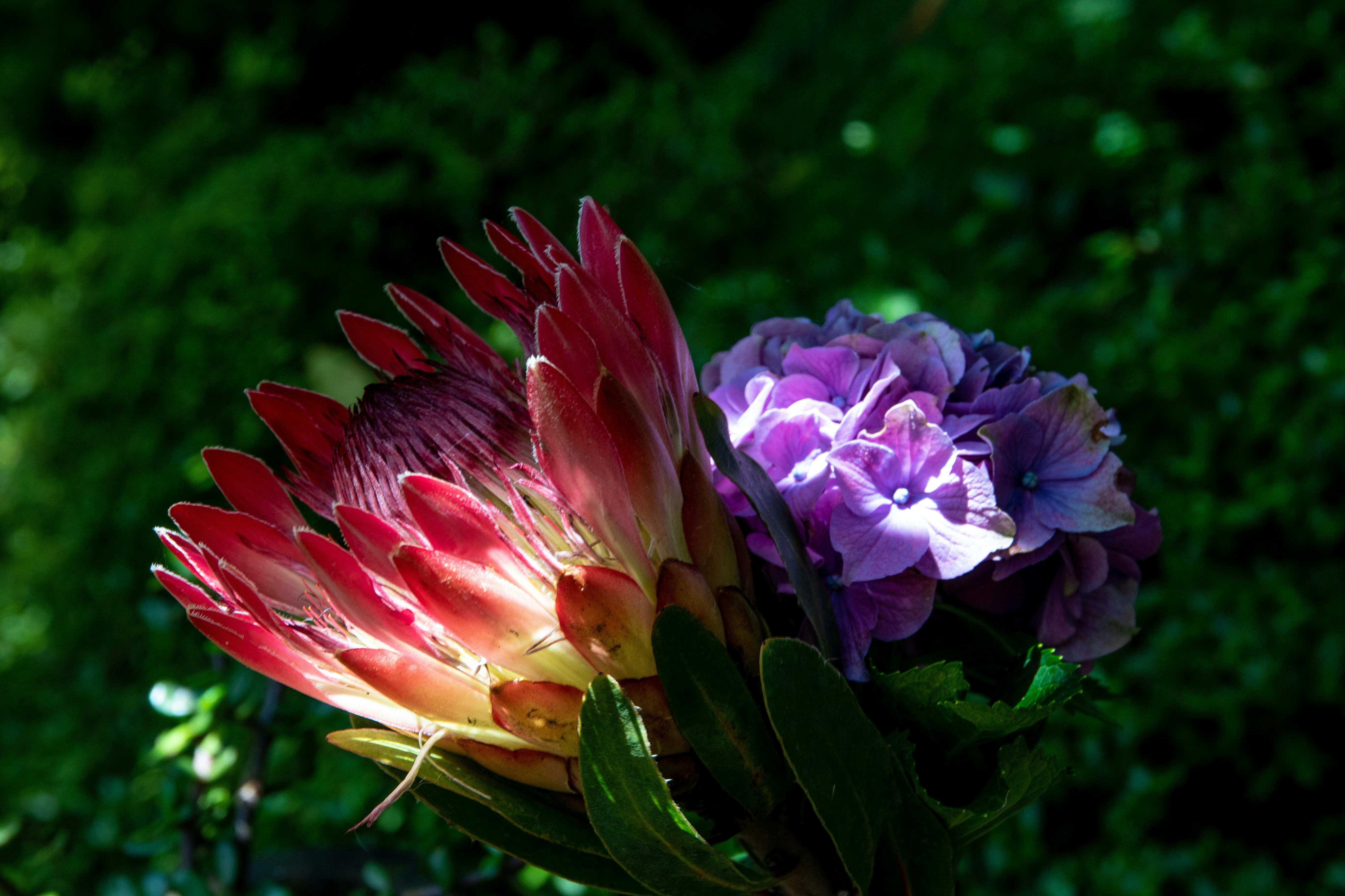 Exotic Colorful Flowers in Garden · Free Stock Photo