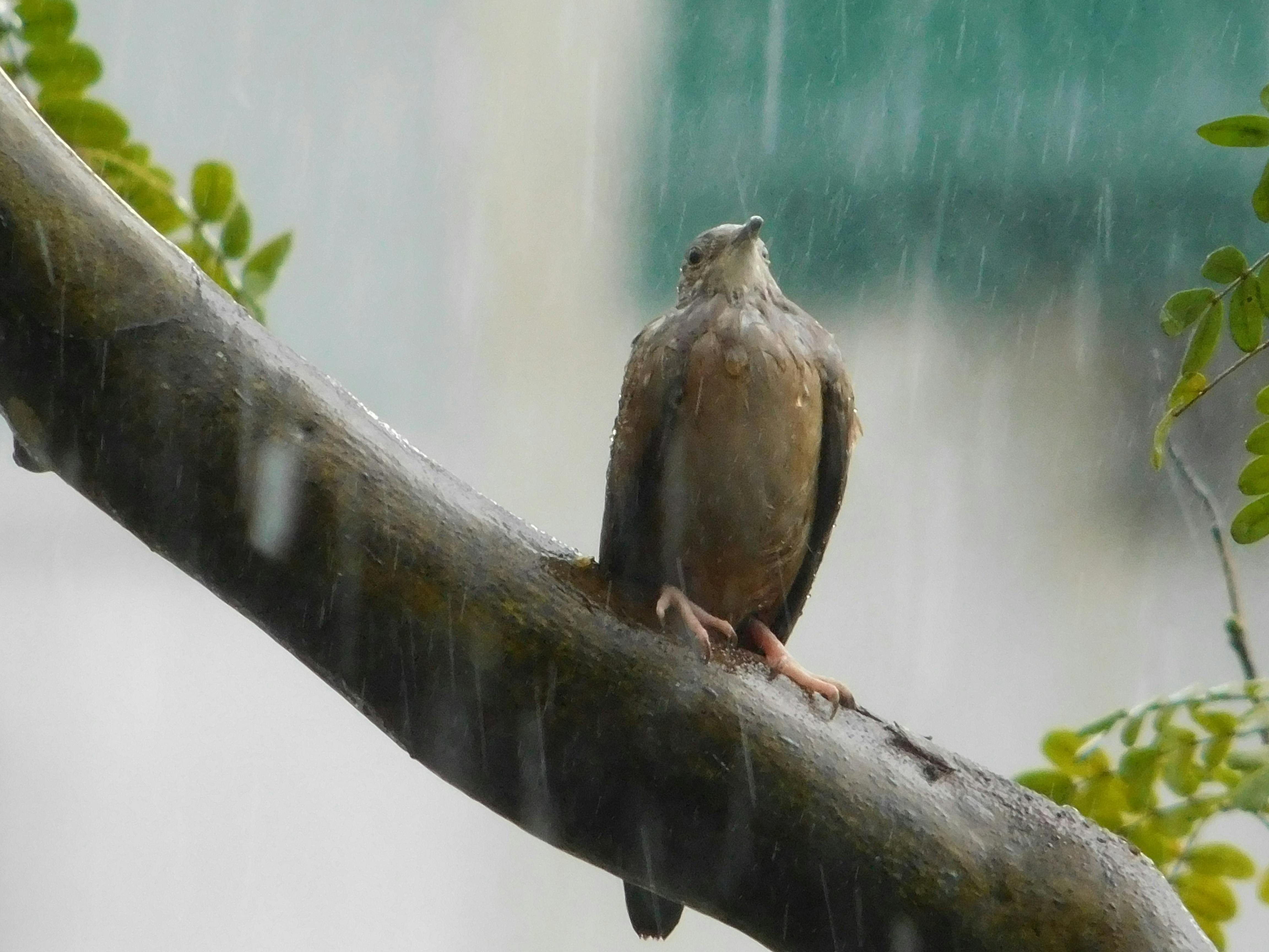 Pájaro Marrón En La Rama De Un árbol Marrón · Fotos de stock gratuitas