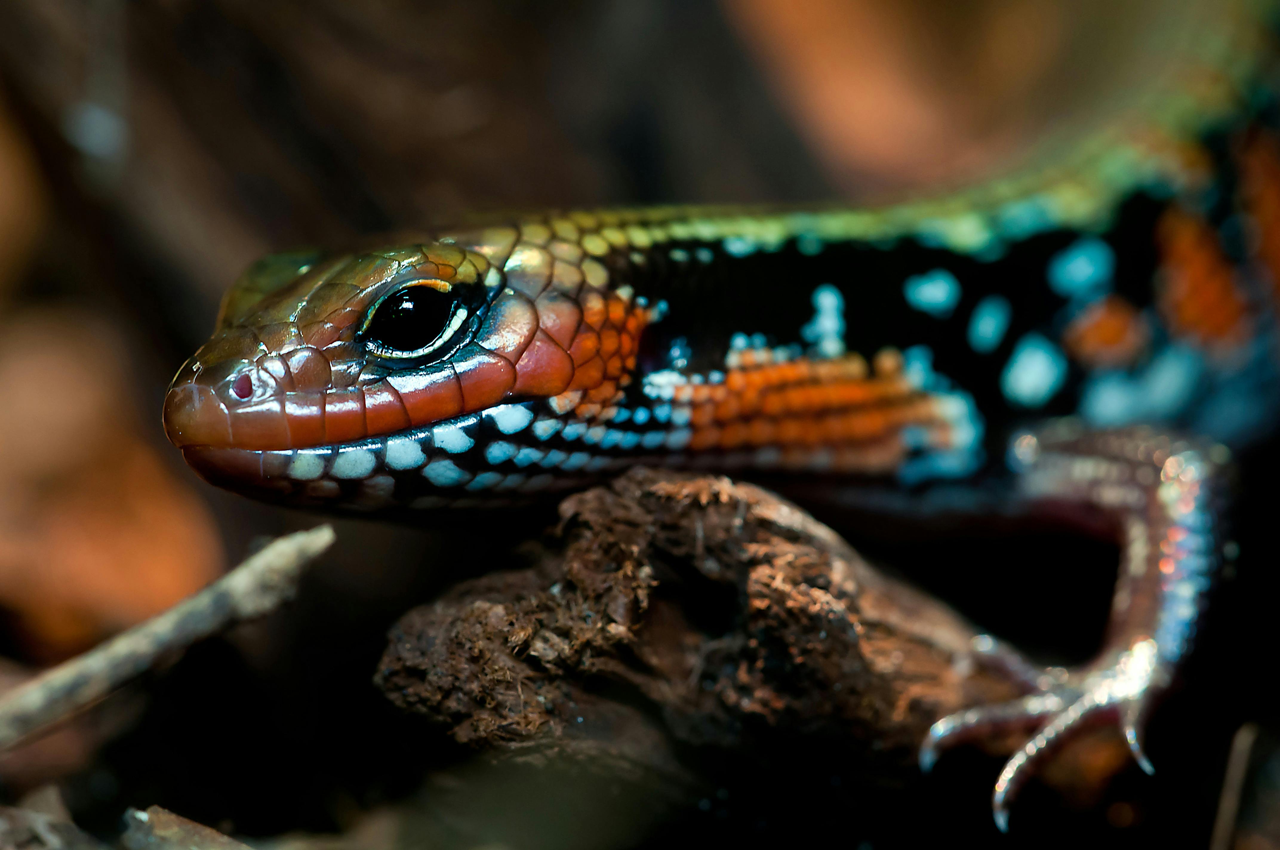 Orange Black Green Lizard · Free Stock Photo