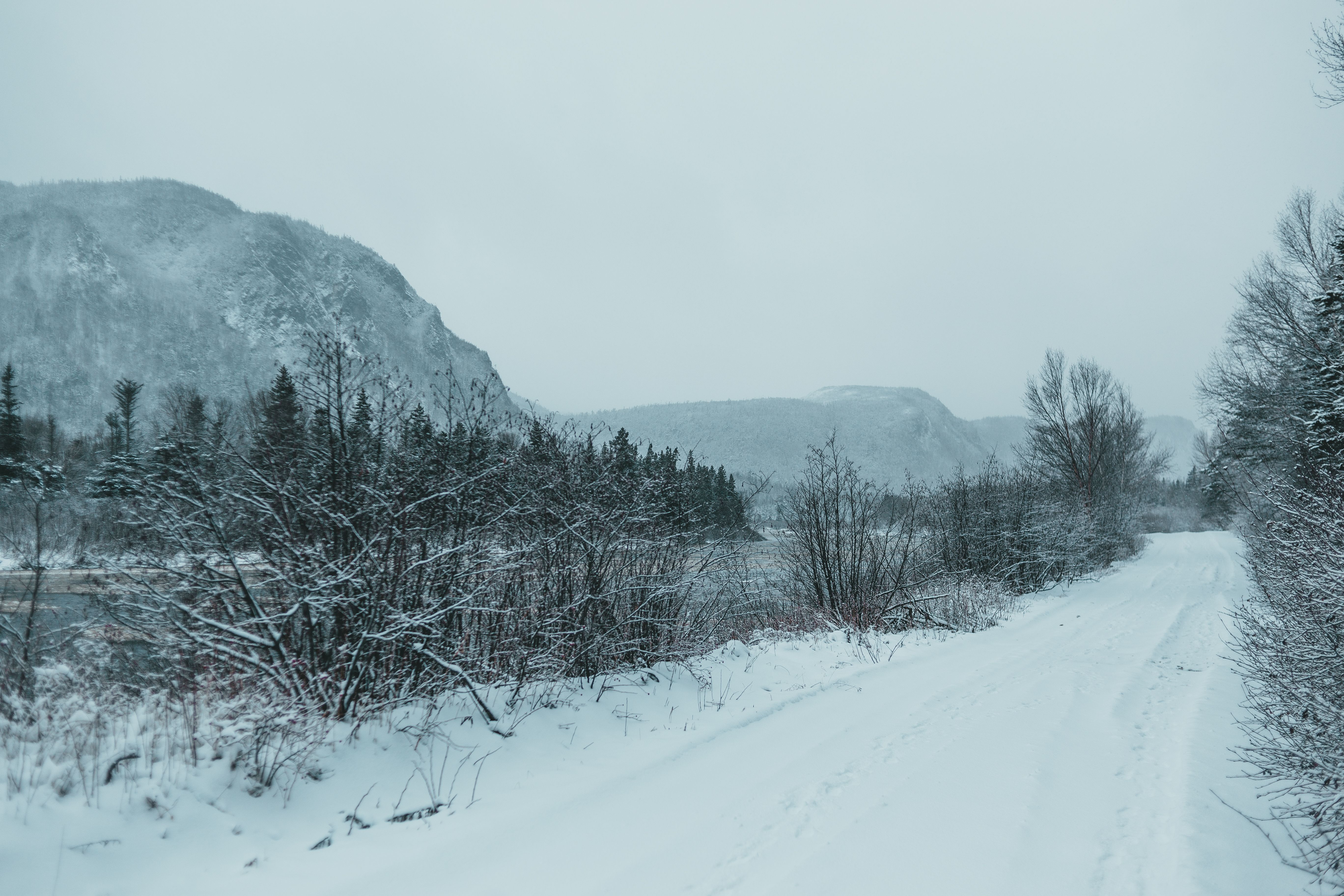 Tree on Snowy Forest Clearing Under Clear Sky · Free Stock Photo