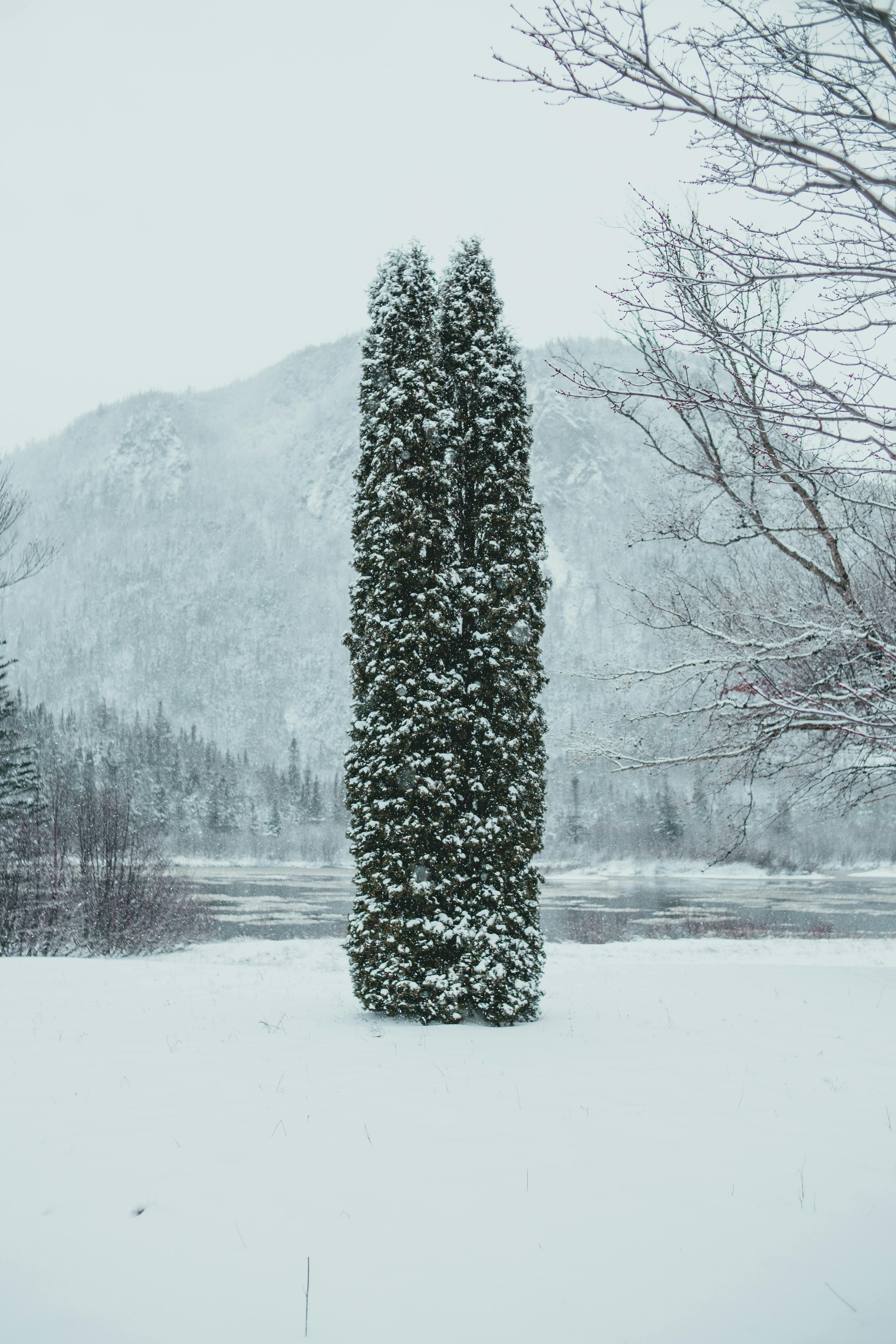 Snowy forest with trees and lake in winter · Free Stock Photo