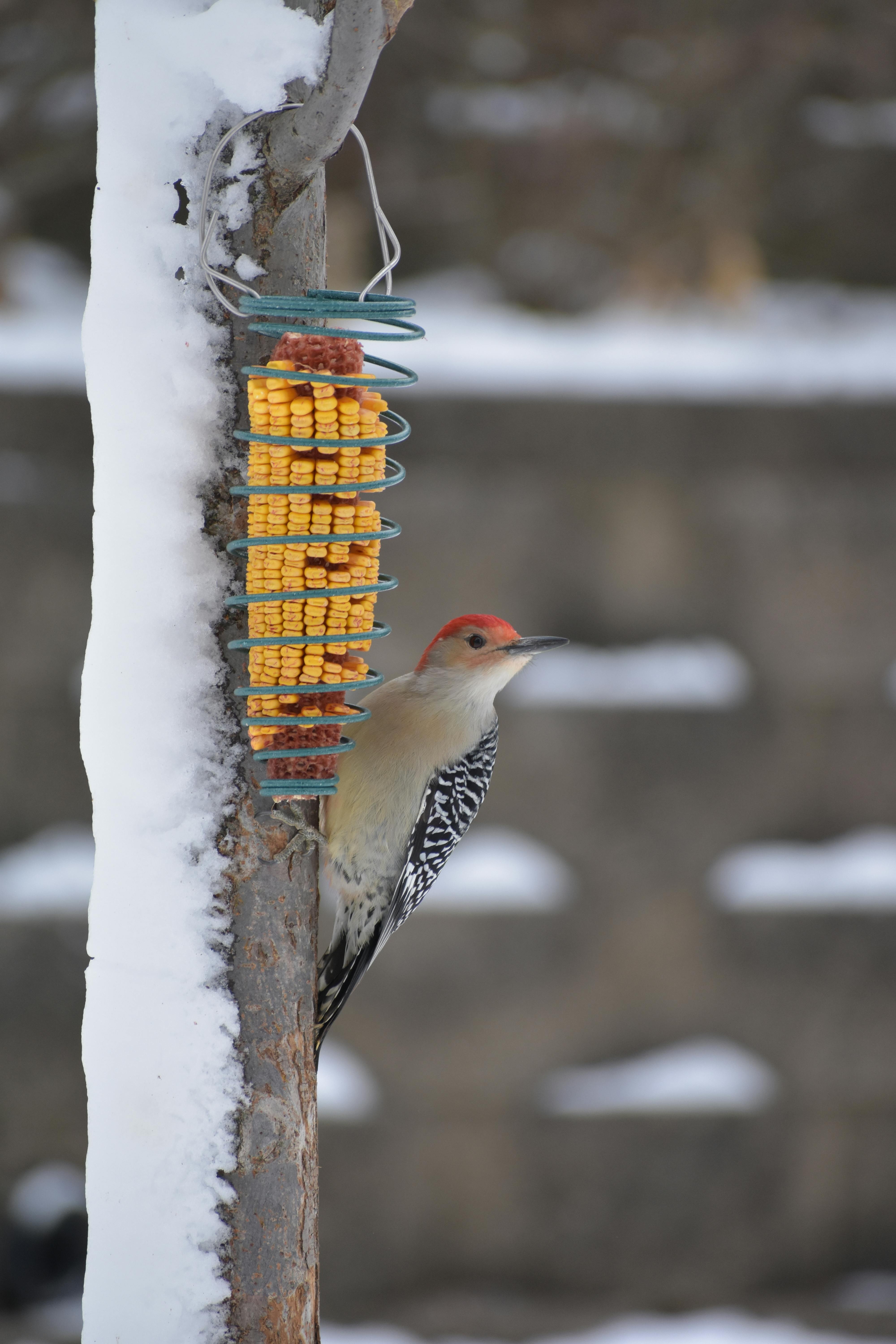 Focus Photography of Northern Flicker · Free Stock Photo