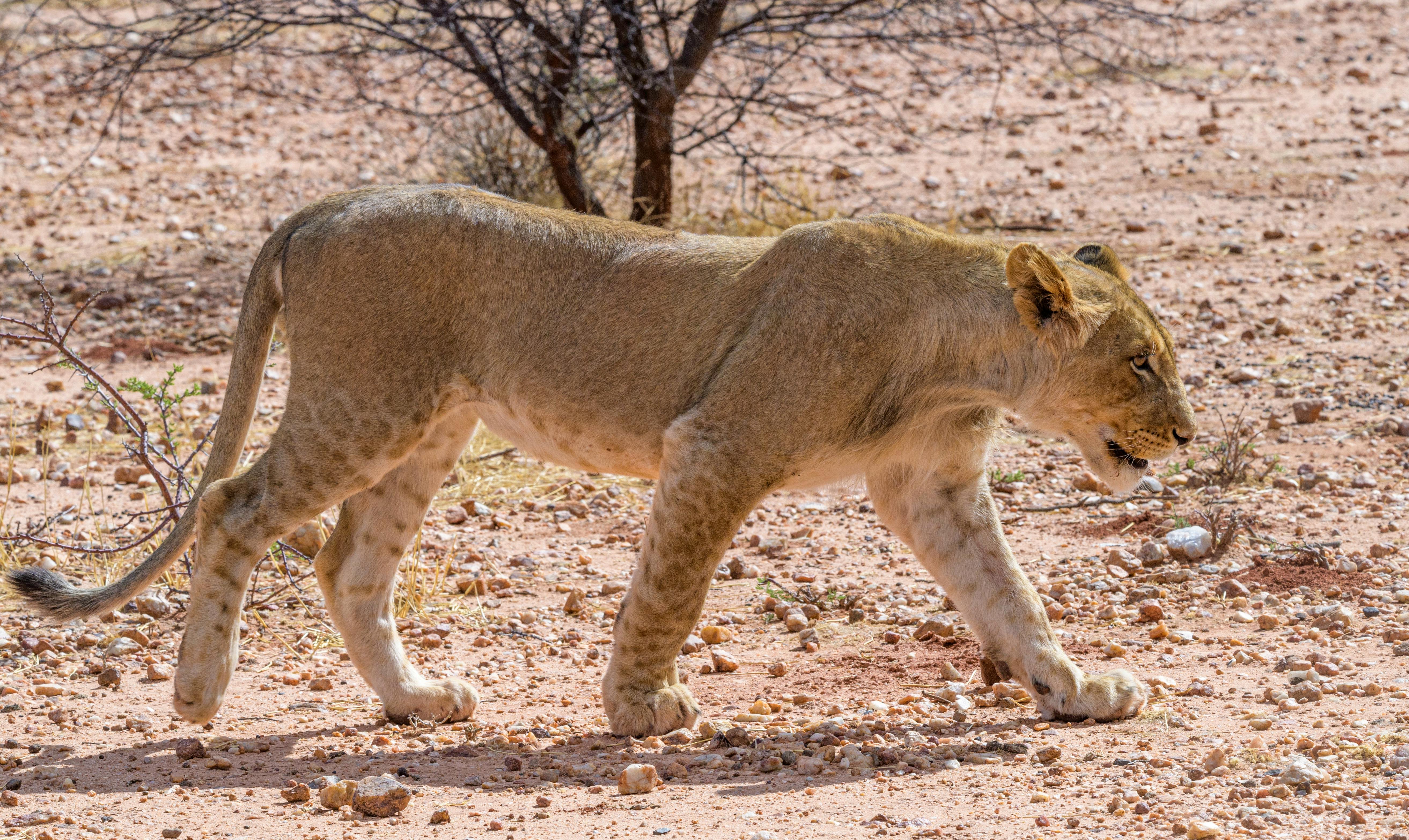 Brown Lioness Walking on Brown Dirt Path · Free Stock Photo