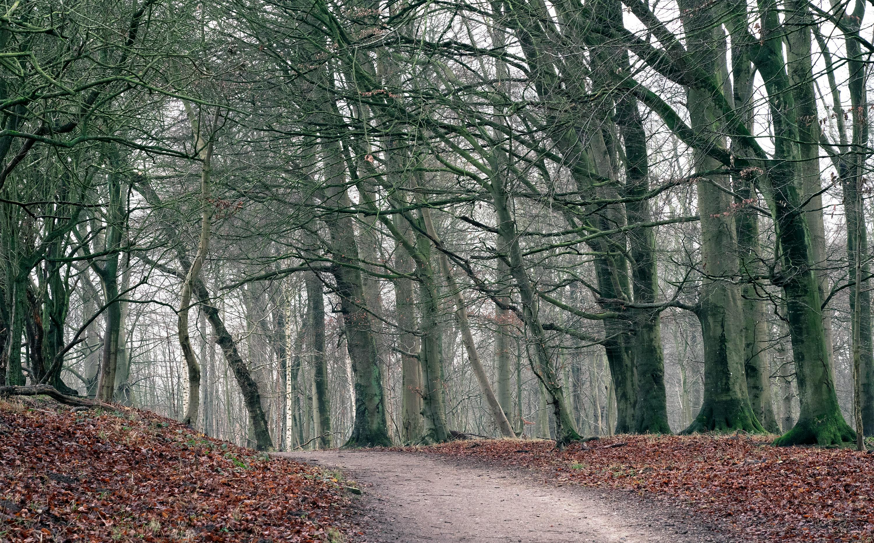 Leafless Trees on the Field · Free Stock Photo