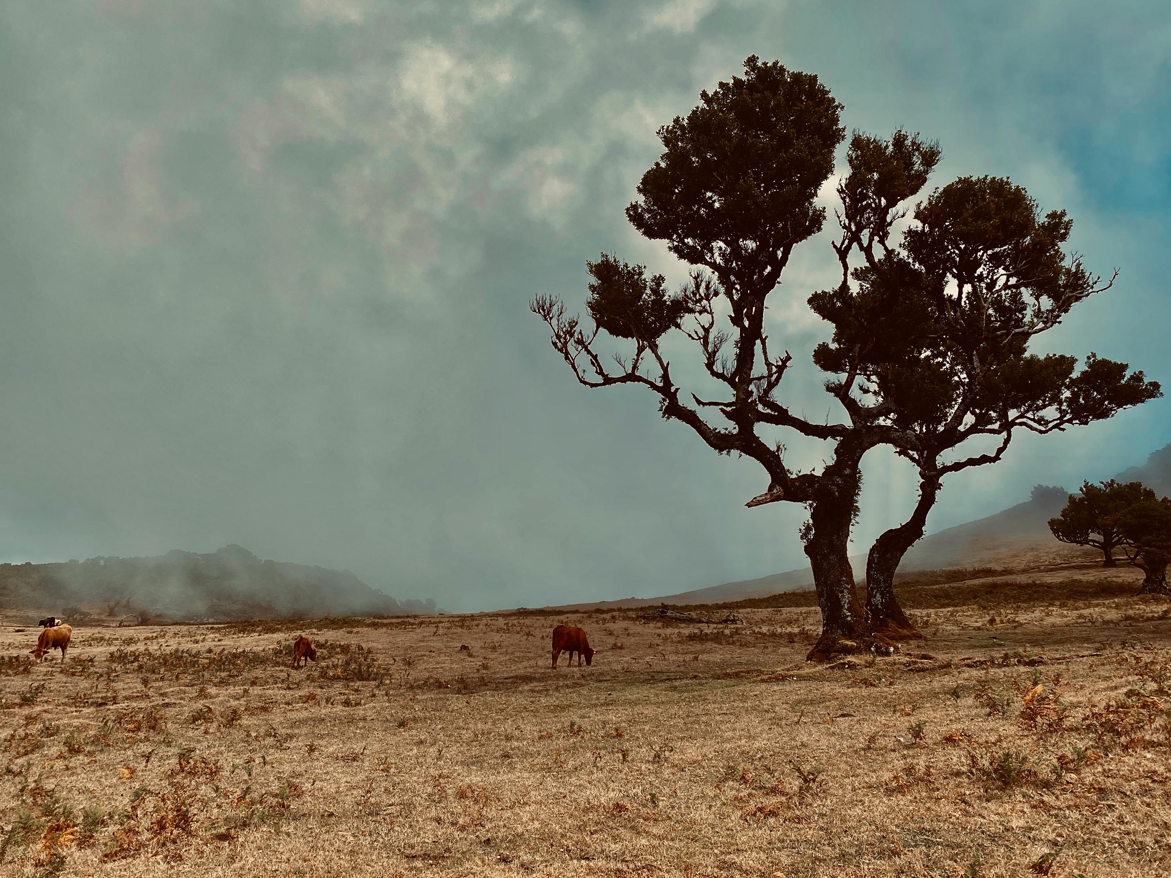 Madeira Tree Photos, Download The BEST Free Madeira Tree Stock Photos ...