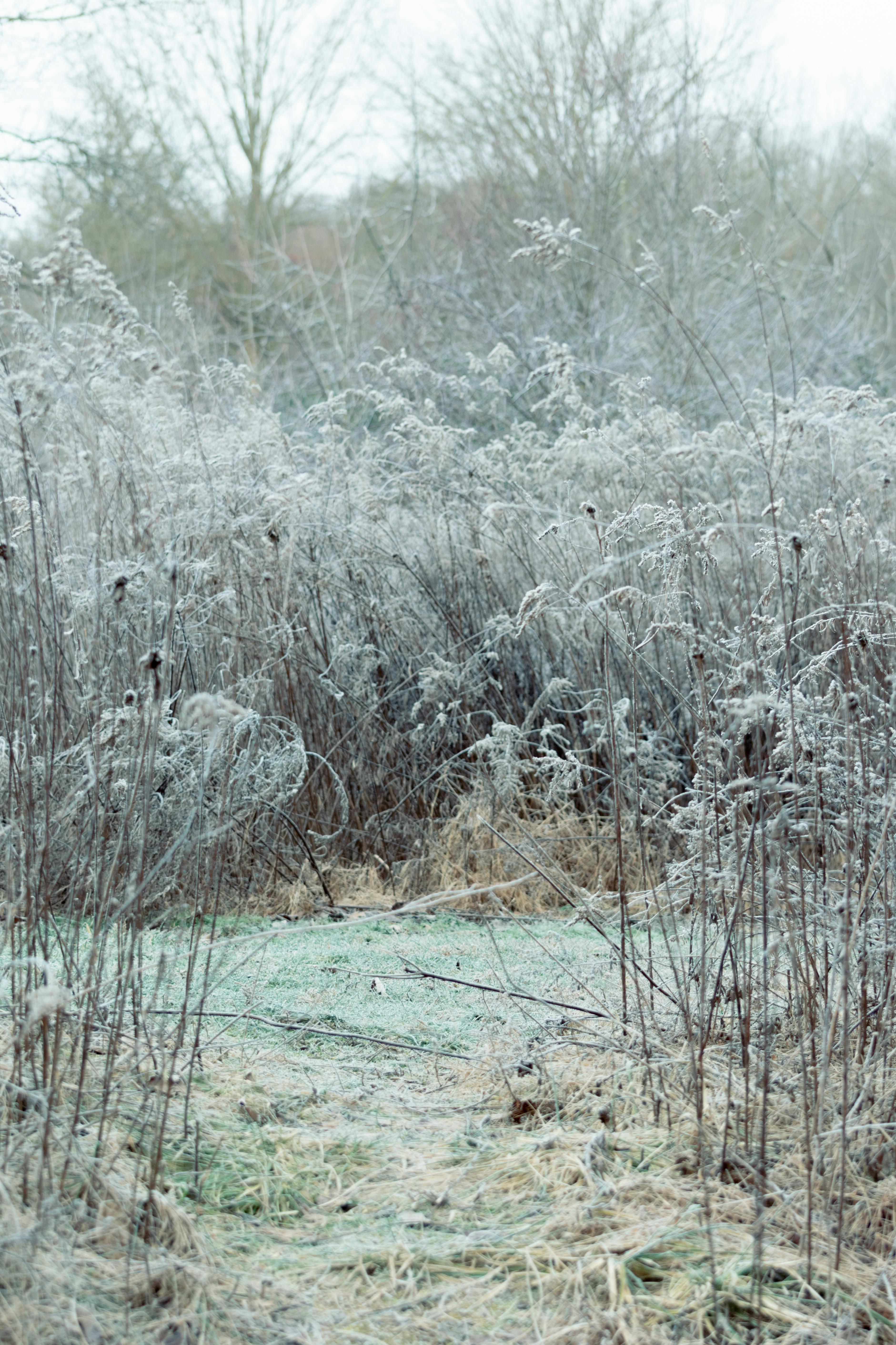 Wild High Grass Covered in Snow in Winter · Free Stock Photo