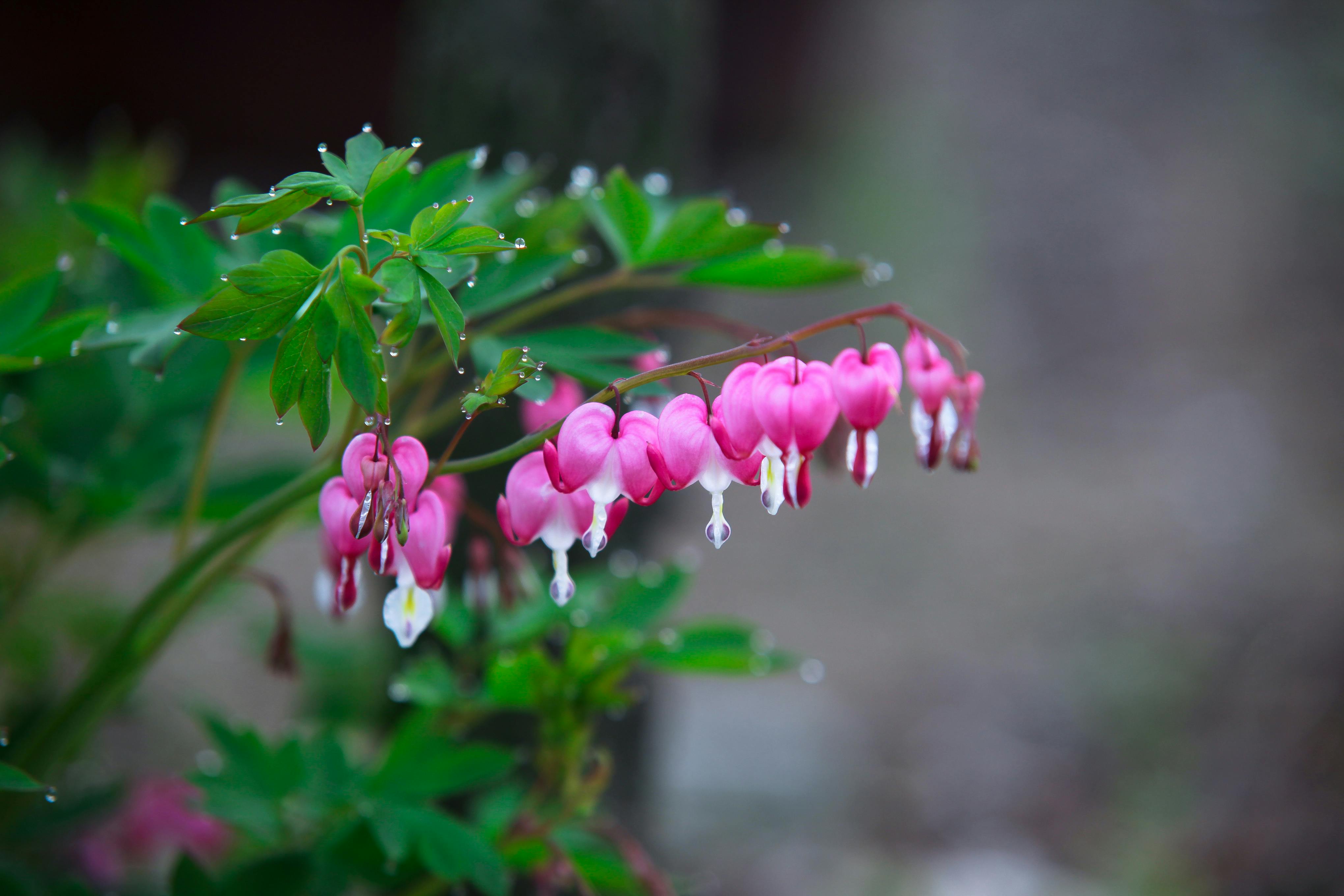 Asian Bleeding-Heart Flowering Plant · Free Stock Photo