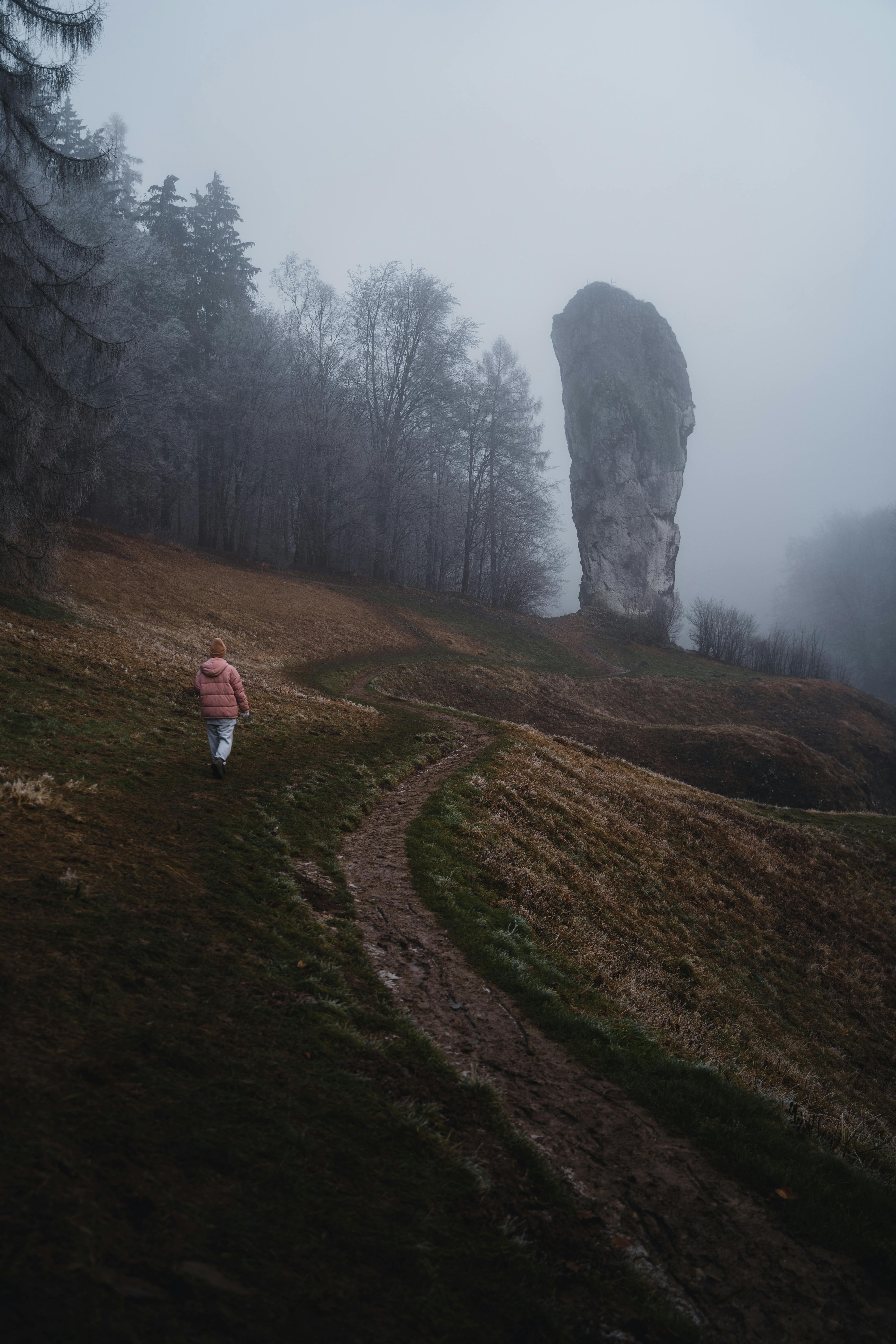 Hdri File Format Forest Photos, Download The BEST Free Hdri File Format ...