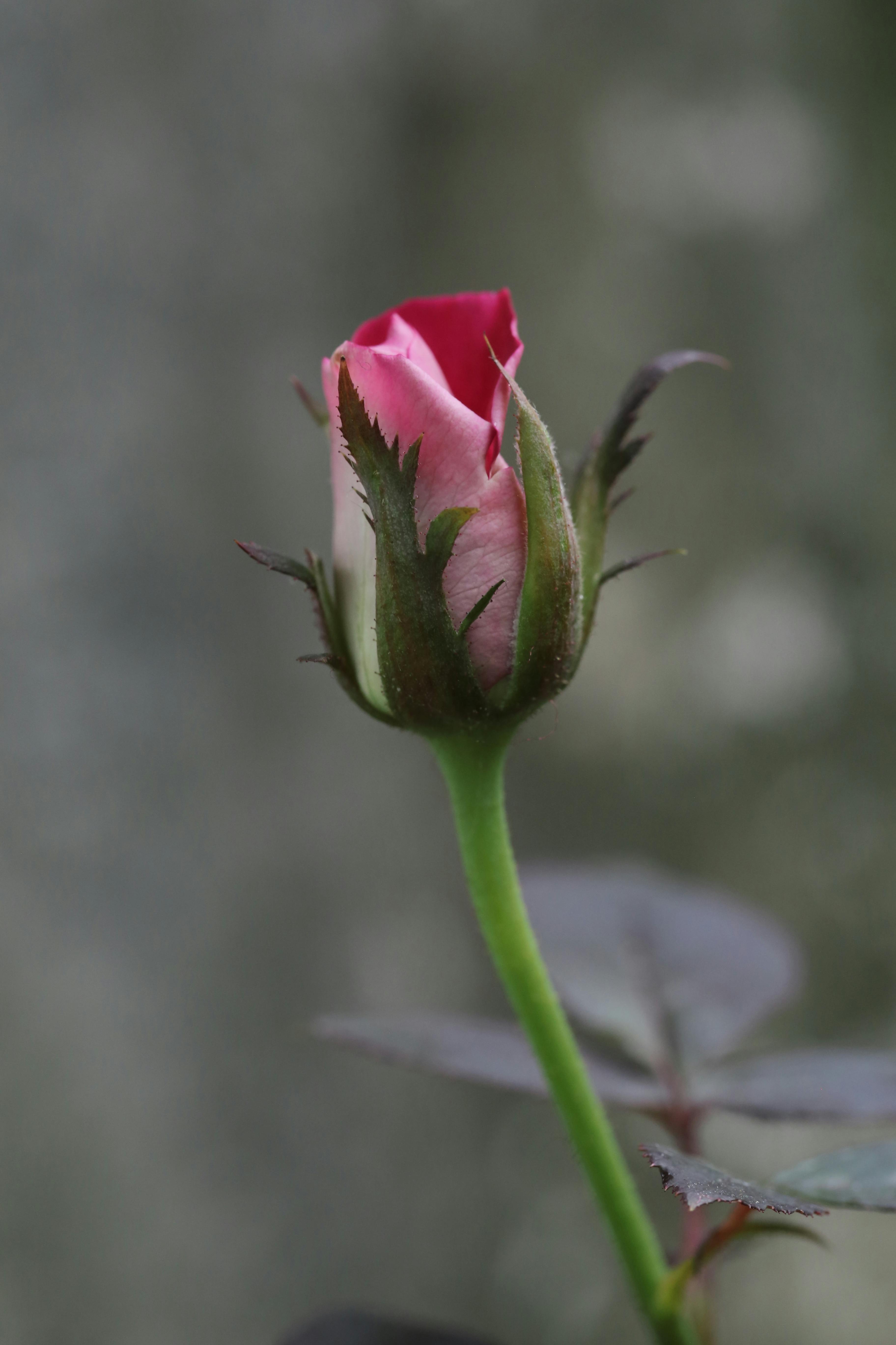 Photo of a Pink Rose · Free Stock Photo