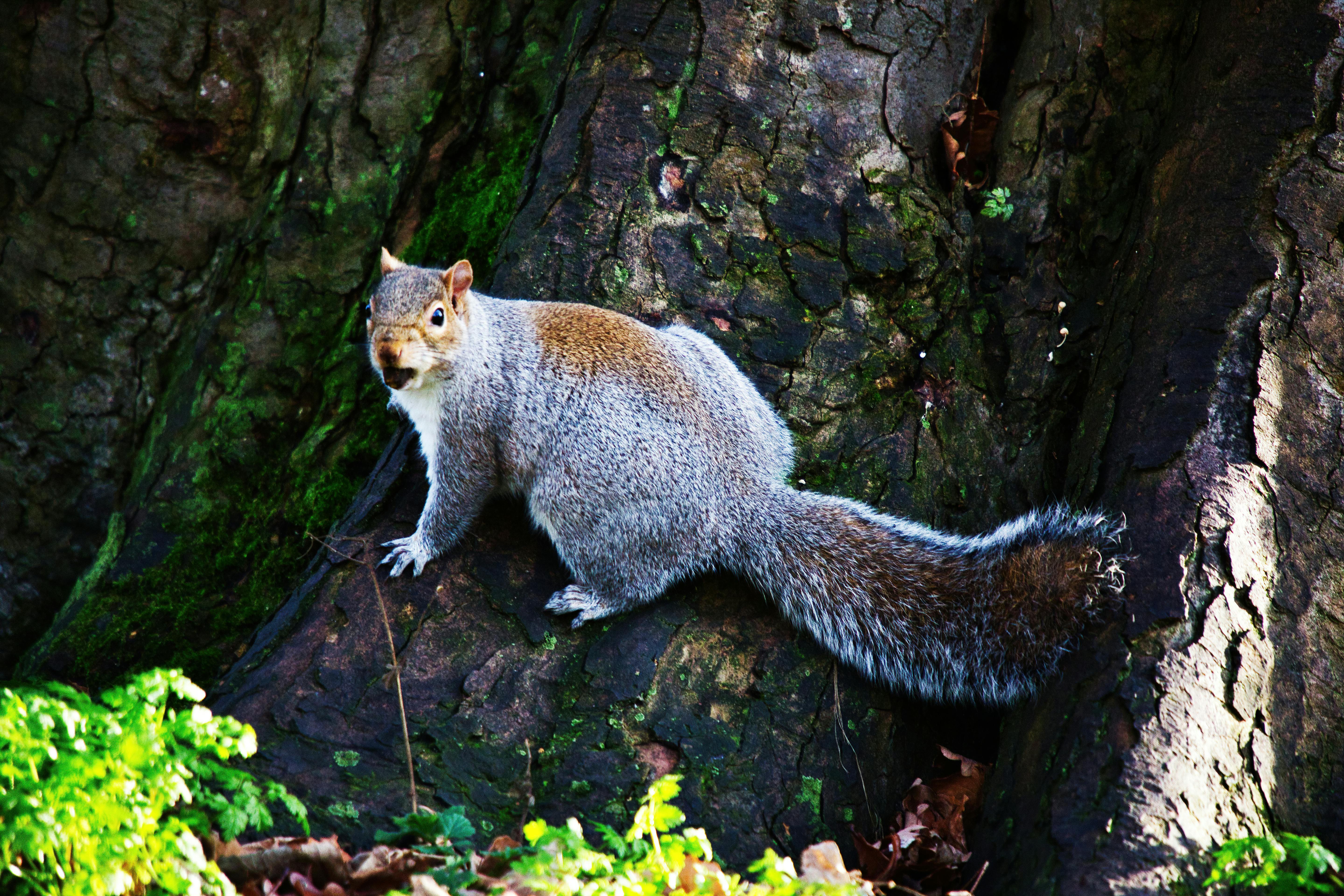White and Black Long Coated Animal · Free Stock Photo