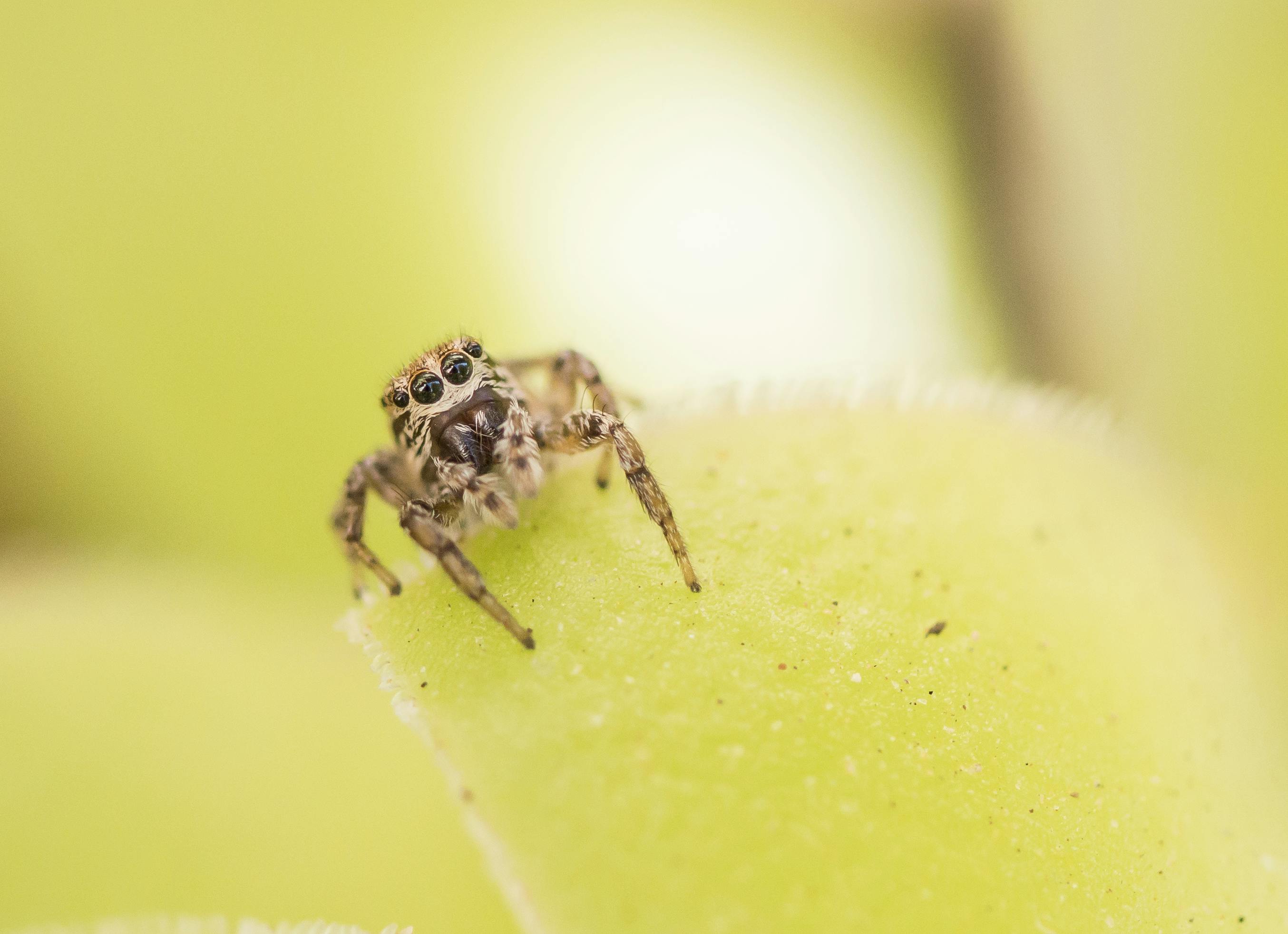 Close Up of Spider on Flower · Free Stock Photo
