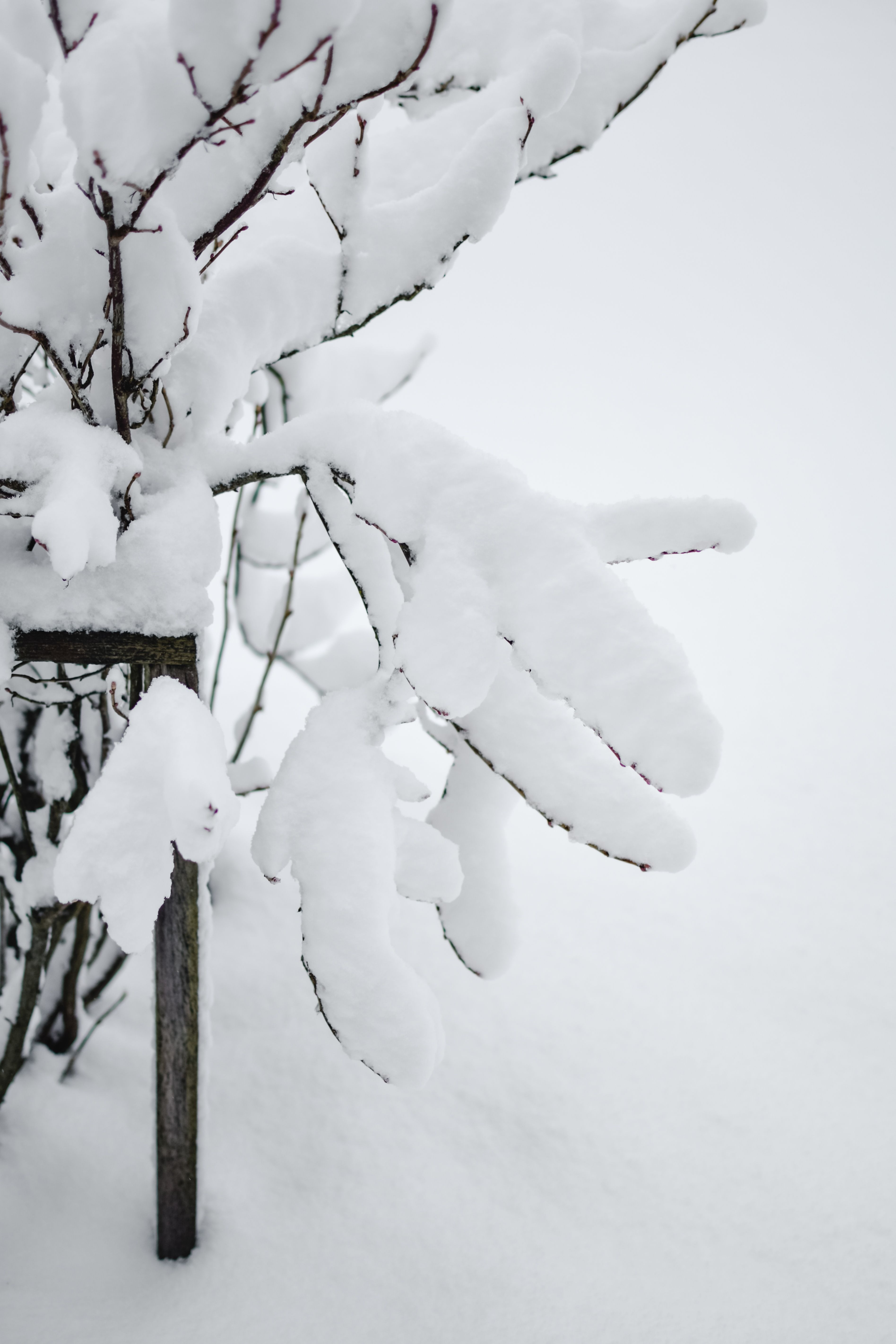 A Tree Branches with Snow · Free Stock Photo
