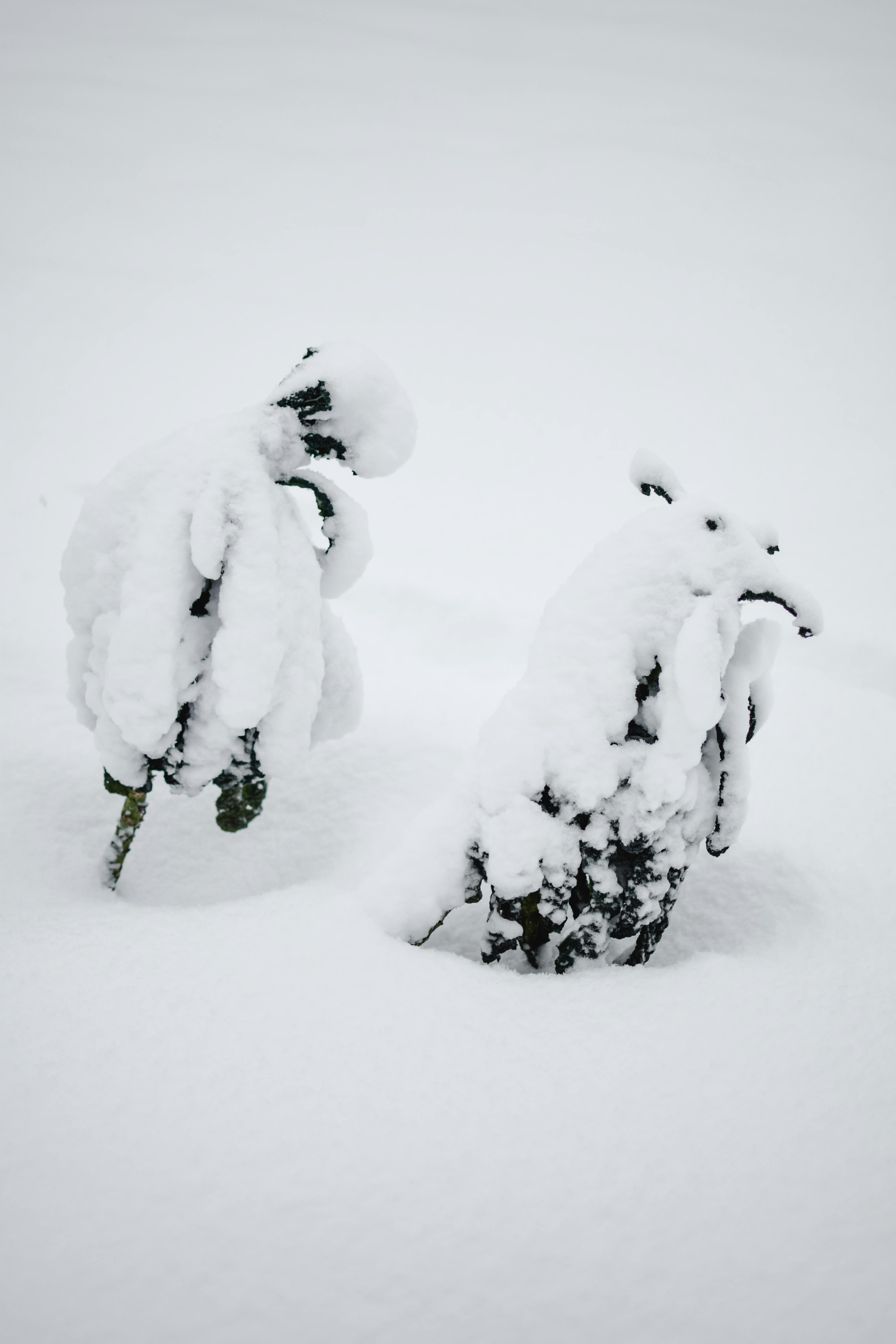 Snow Covered Plants on Snow Covered Ground · Free Stock Photo